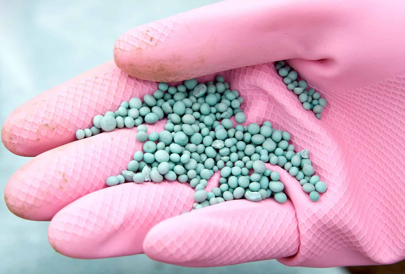 Manhattan Euonymus Plant Care | Plantly