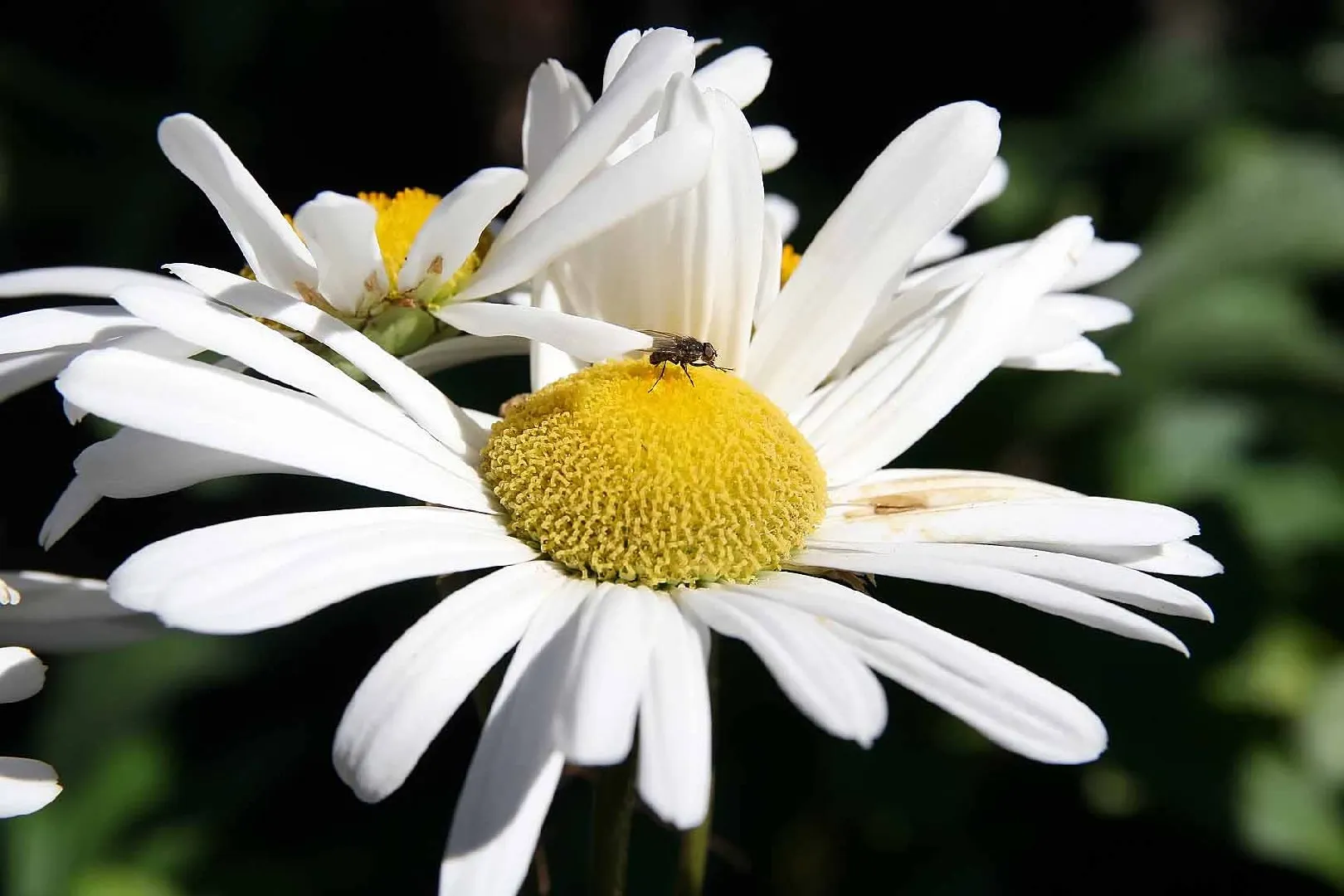 Montauk Daisy Plant Care Guide | Plantly