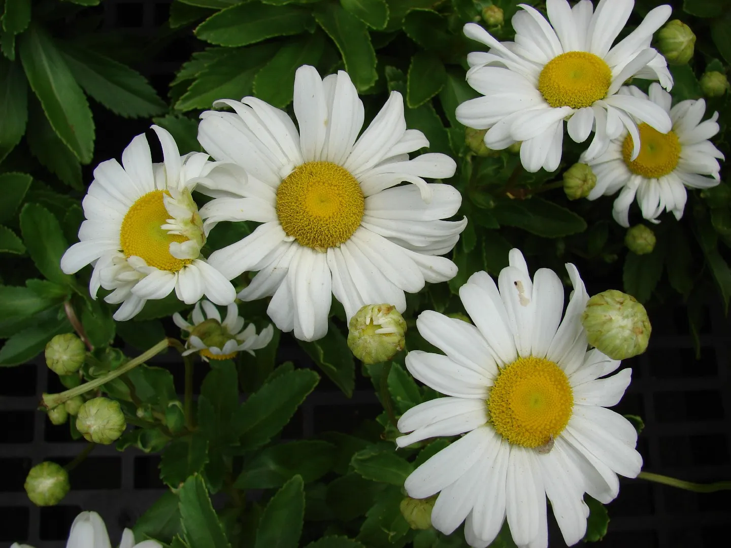 Montauk Daisy Plant Care Guide | Plantly