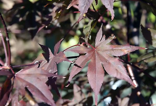Bloodgood Japanese Maple Tree Care Guide | Plantly
