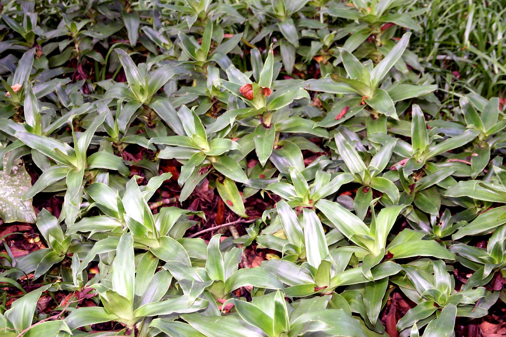 Callisia Fragrans: The Beautiful Basket Plant | Plantly