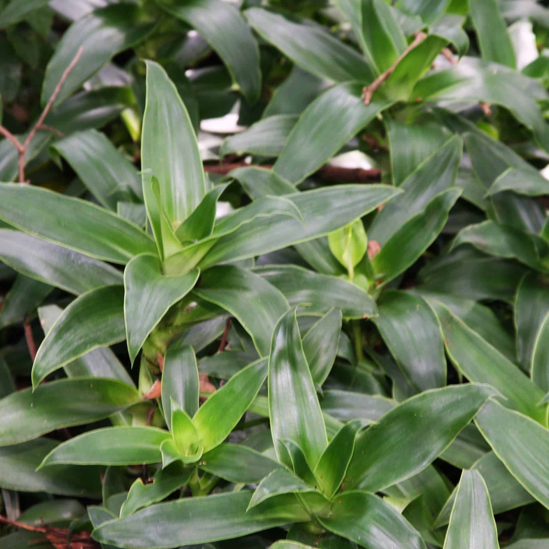 Callisia Fragrans Plant Care: The Beautiful Basket Plant | Plantly