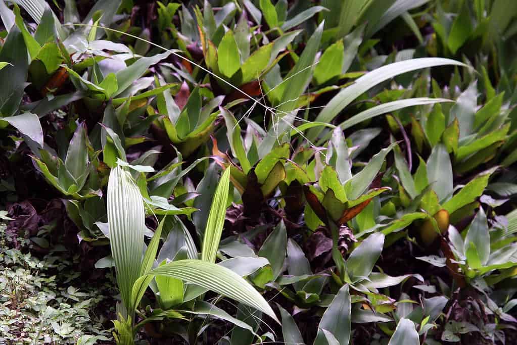 Callisia Fragrans: The Beautiful Basket Plant | Plantly