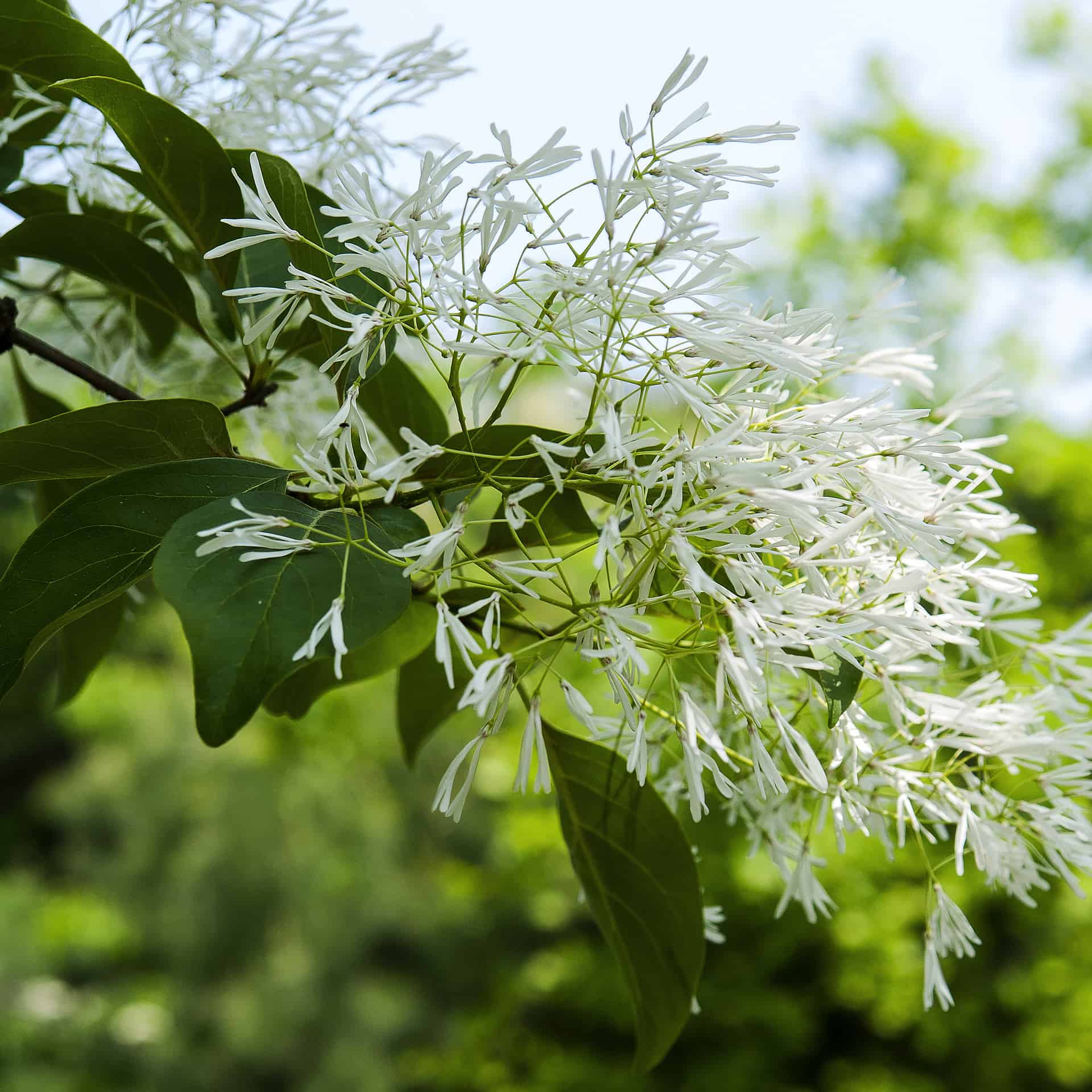 Chinese Fringe Tree Care | Plantly