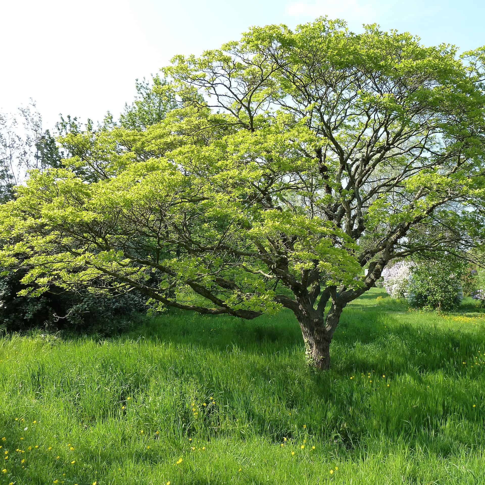 Chinese Fringe Tree Care | Plantly