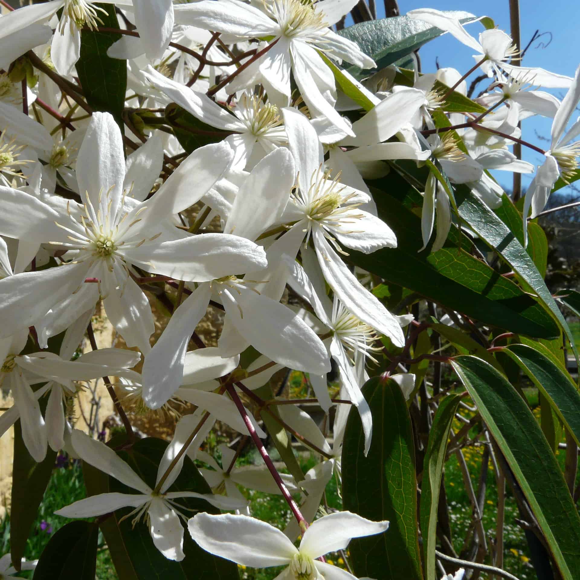 Clematis Armandii Plant Care Guide | Plantly