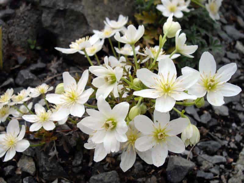 Clematis Armandii Plant Care Guide | Plantly