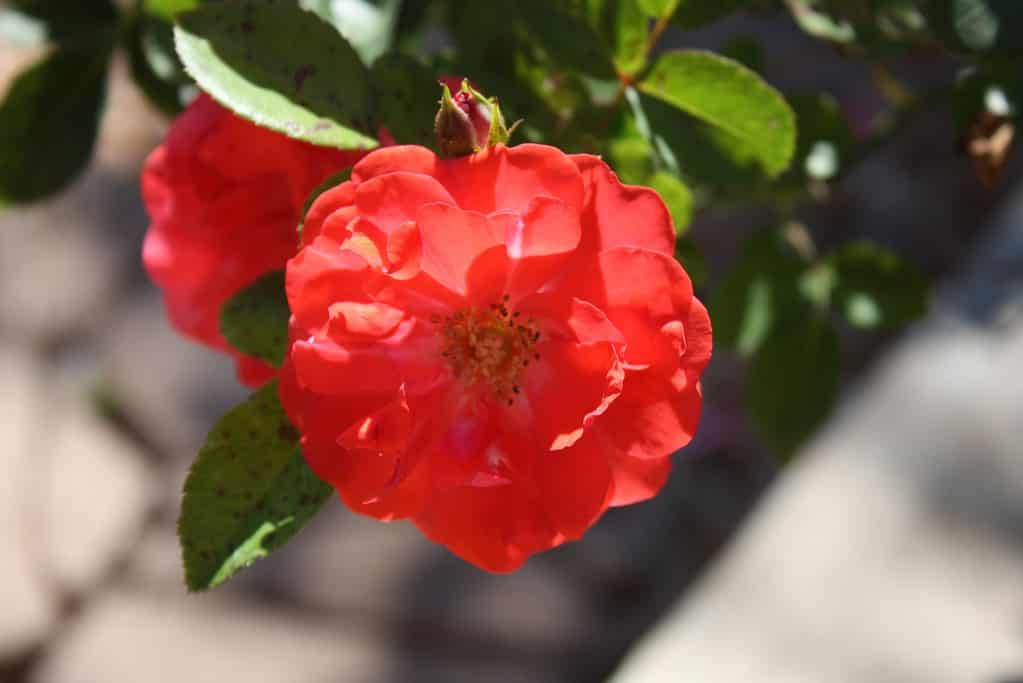 Drift Roses Plant Care And Growing Guide | Plantly