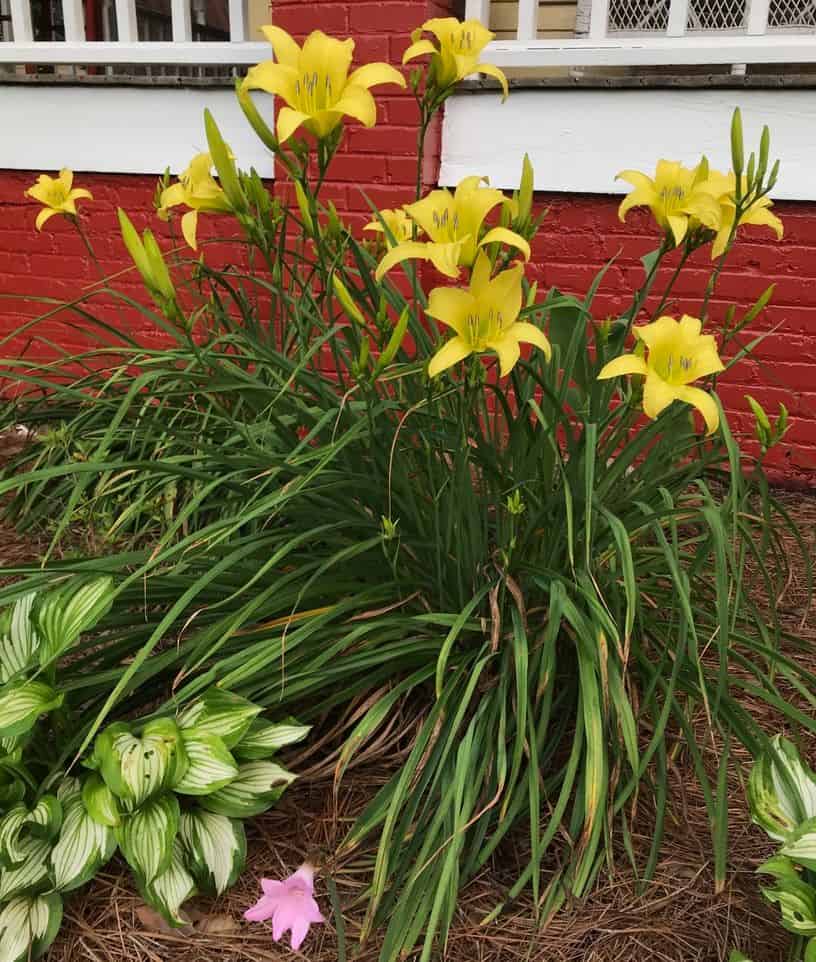 Daylily or Hemerocallis Hyperion Tall Yellow One Live Plant Fan | Plantly