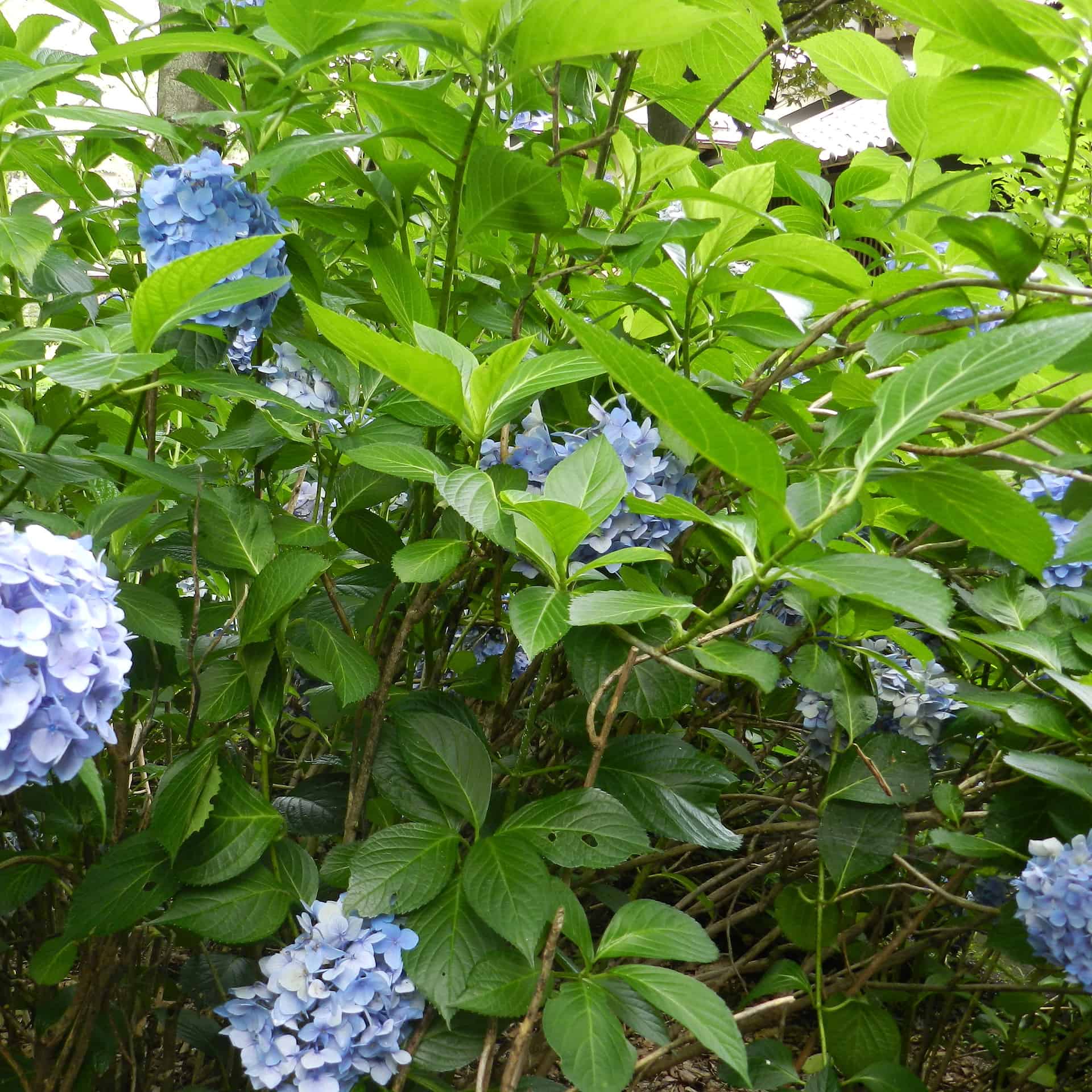 How to Care for Bigleaf Hydrangea Plants | Plantly