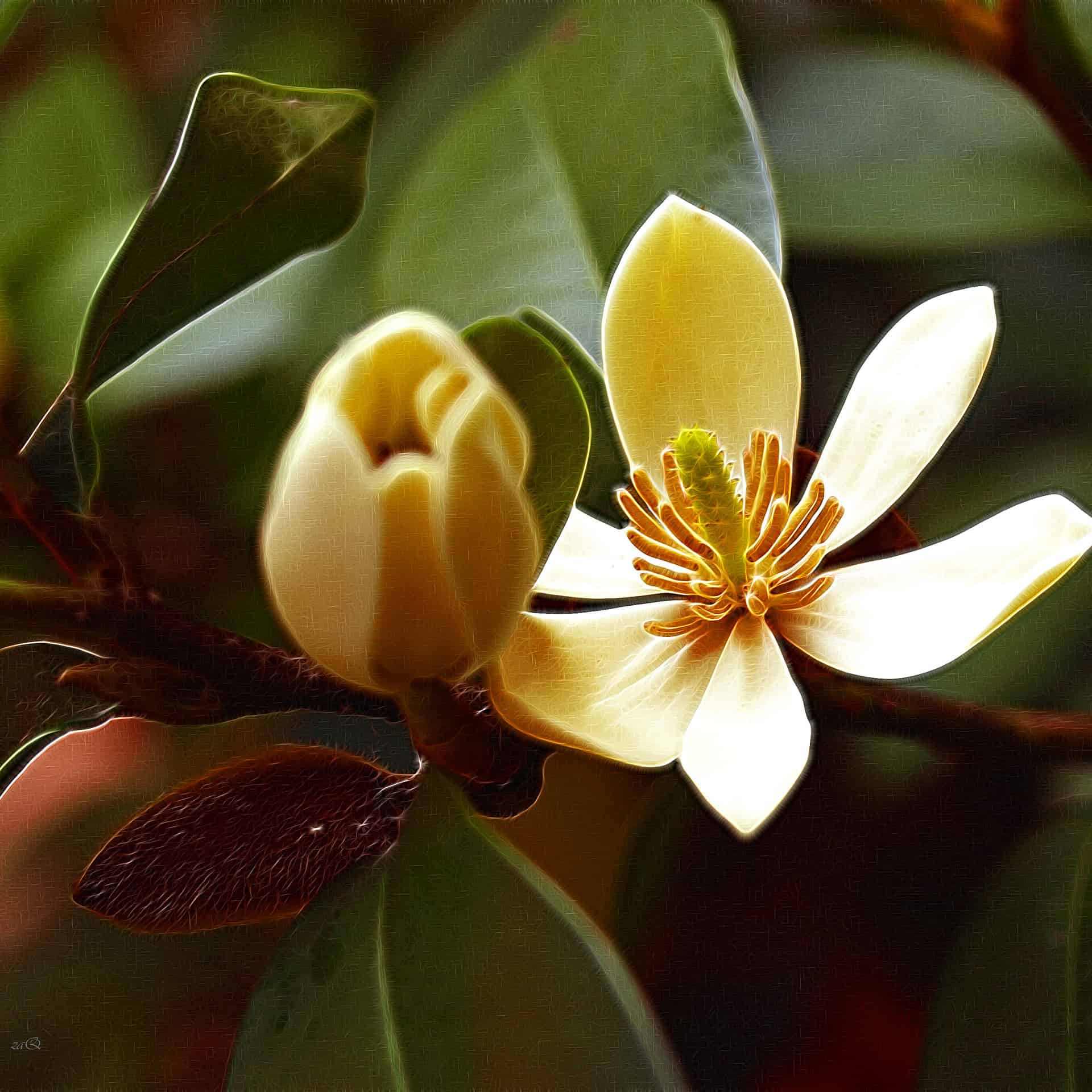 Banana Shrub Magnolia Figo Plant Care Guide | Plantly