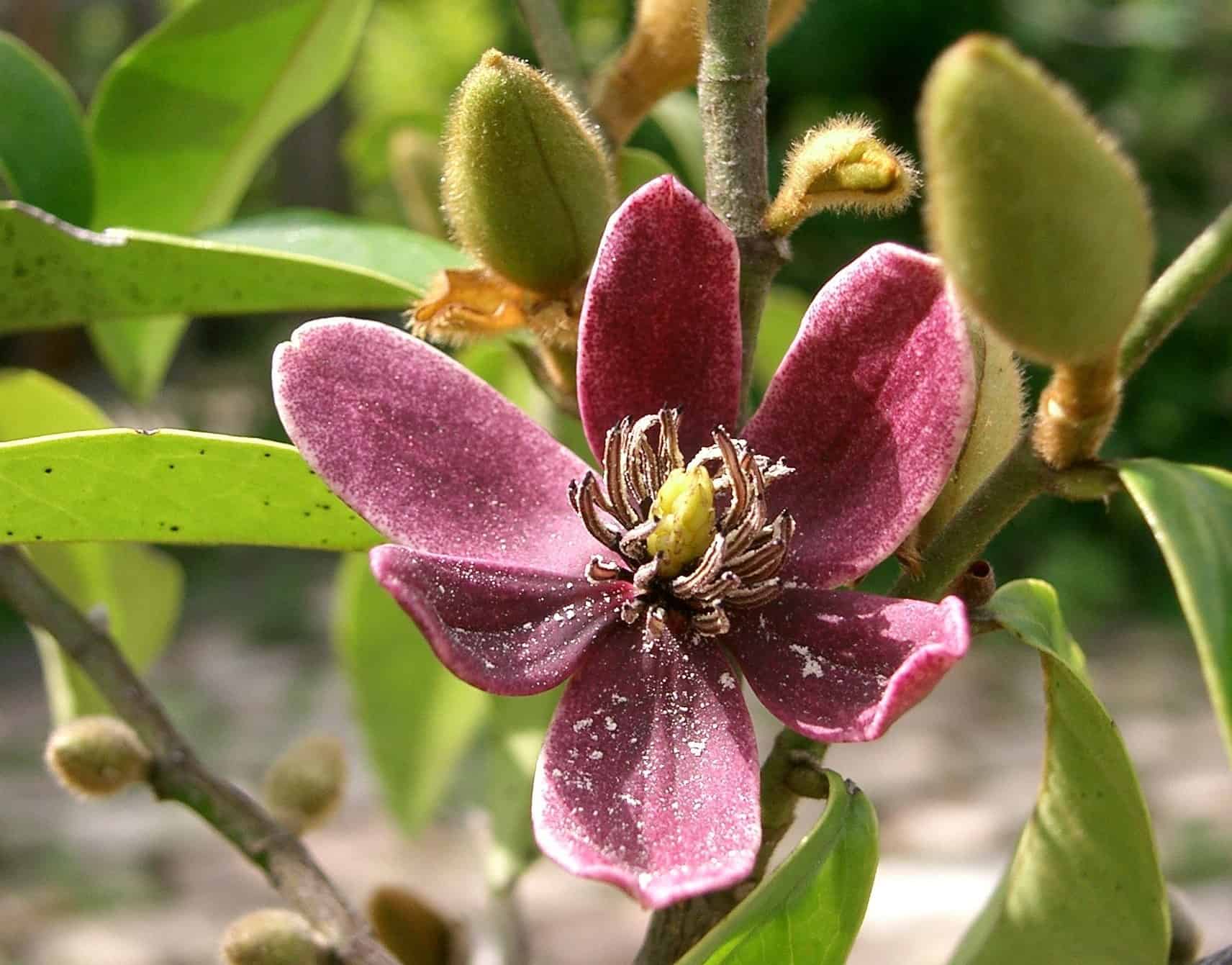 Banana Shrub Magnolia Figo Plant Care Guide | Plantly
