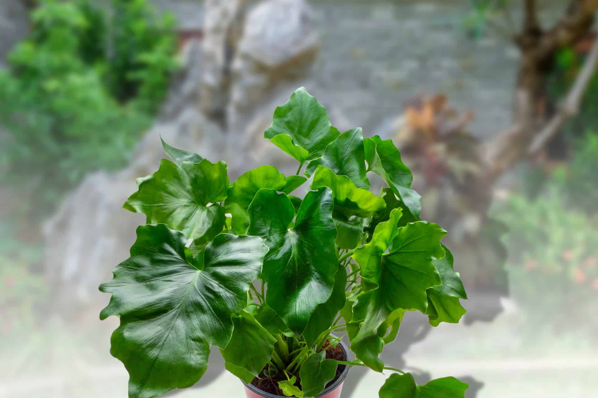 Thaumatophyllum Bipinnatifidum Plant Care Guide | Plantly