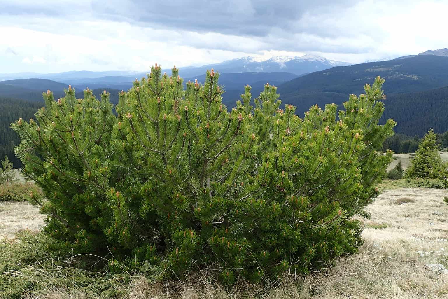 Dwarf Mugo Pine Care Guide | Plantly