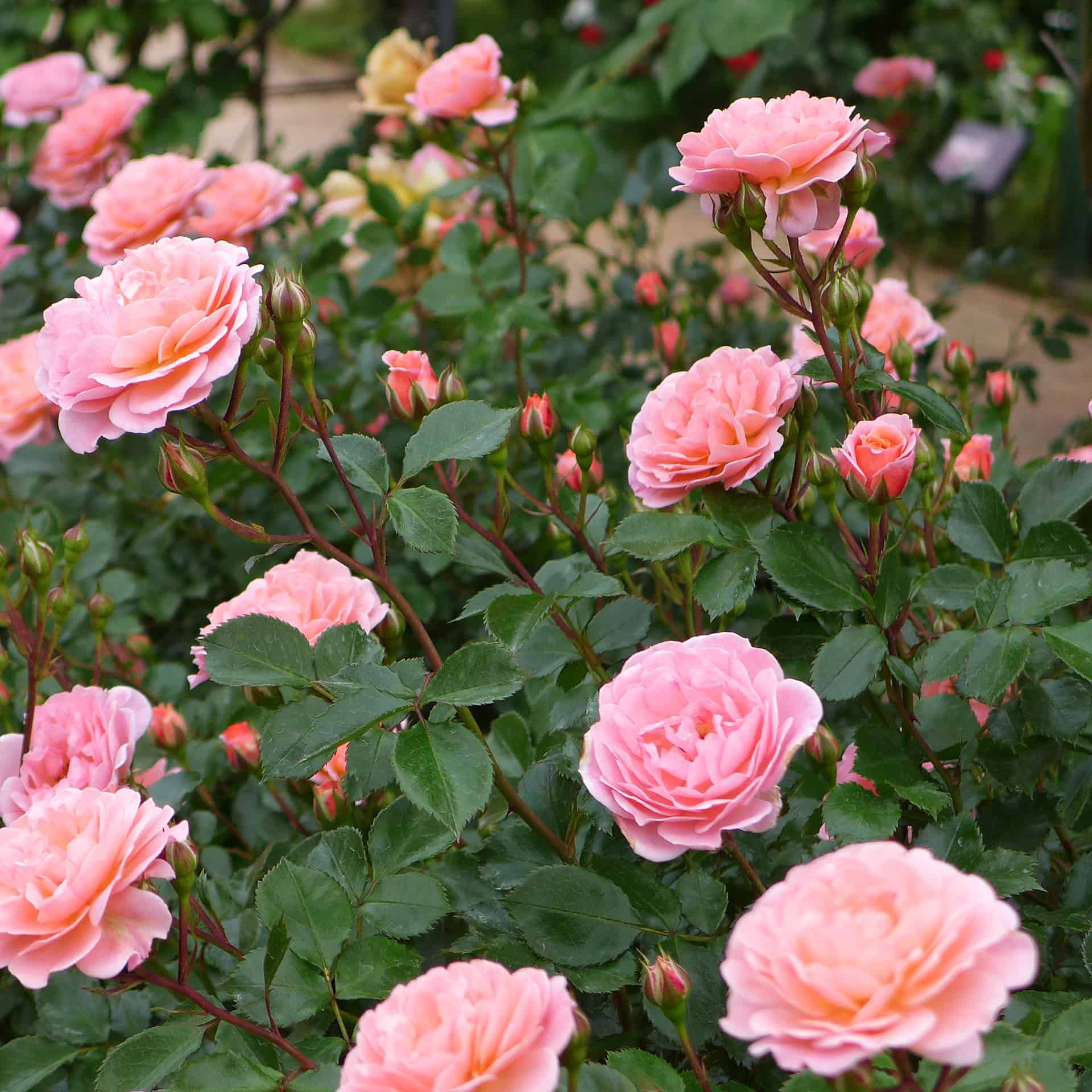 Drift Roses Plant Care And Growing Guide | Plantly