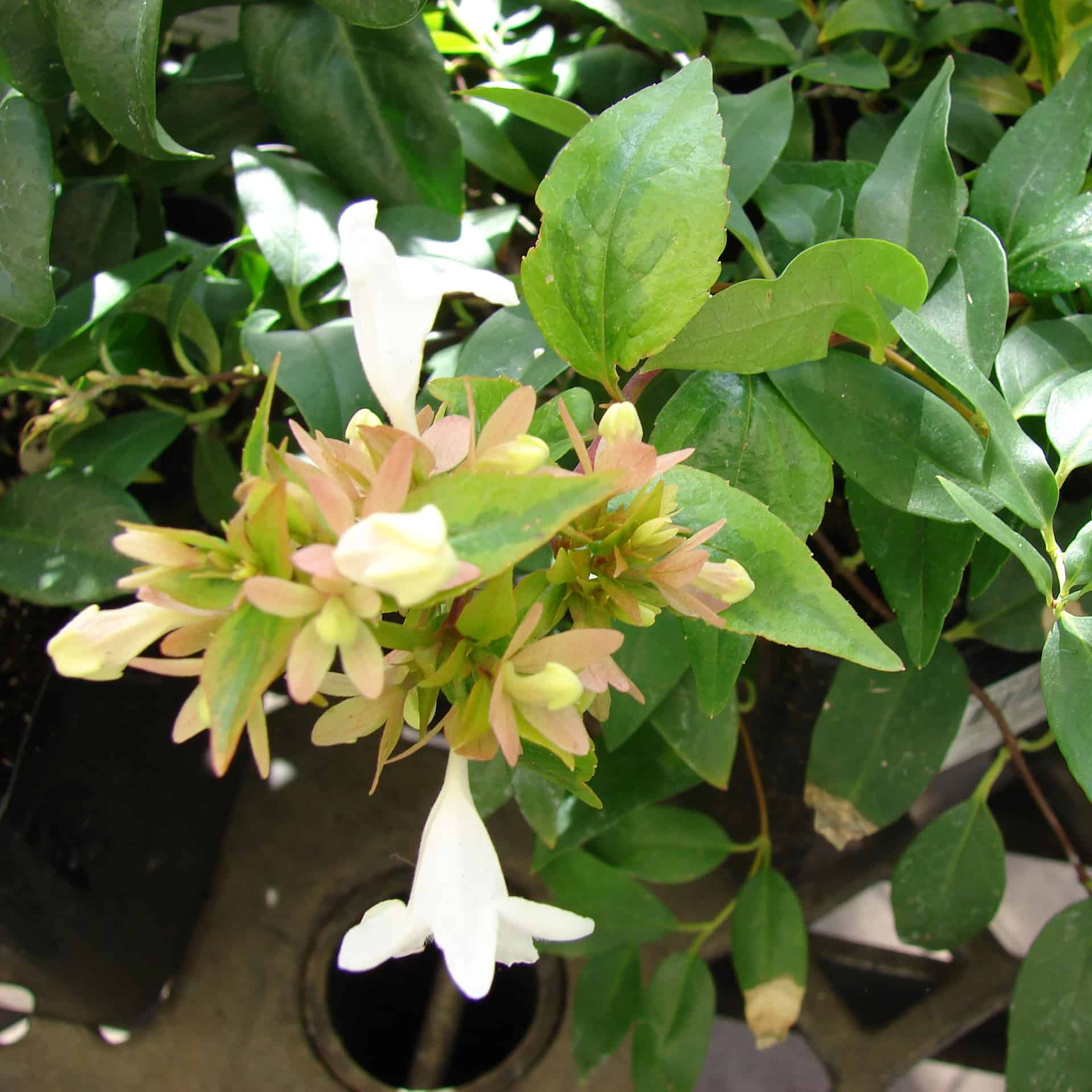 What To Plant With Kaleidoscope Abelia at Andrea Mcclelland blog