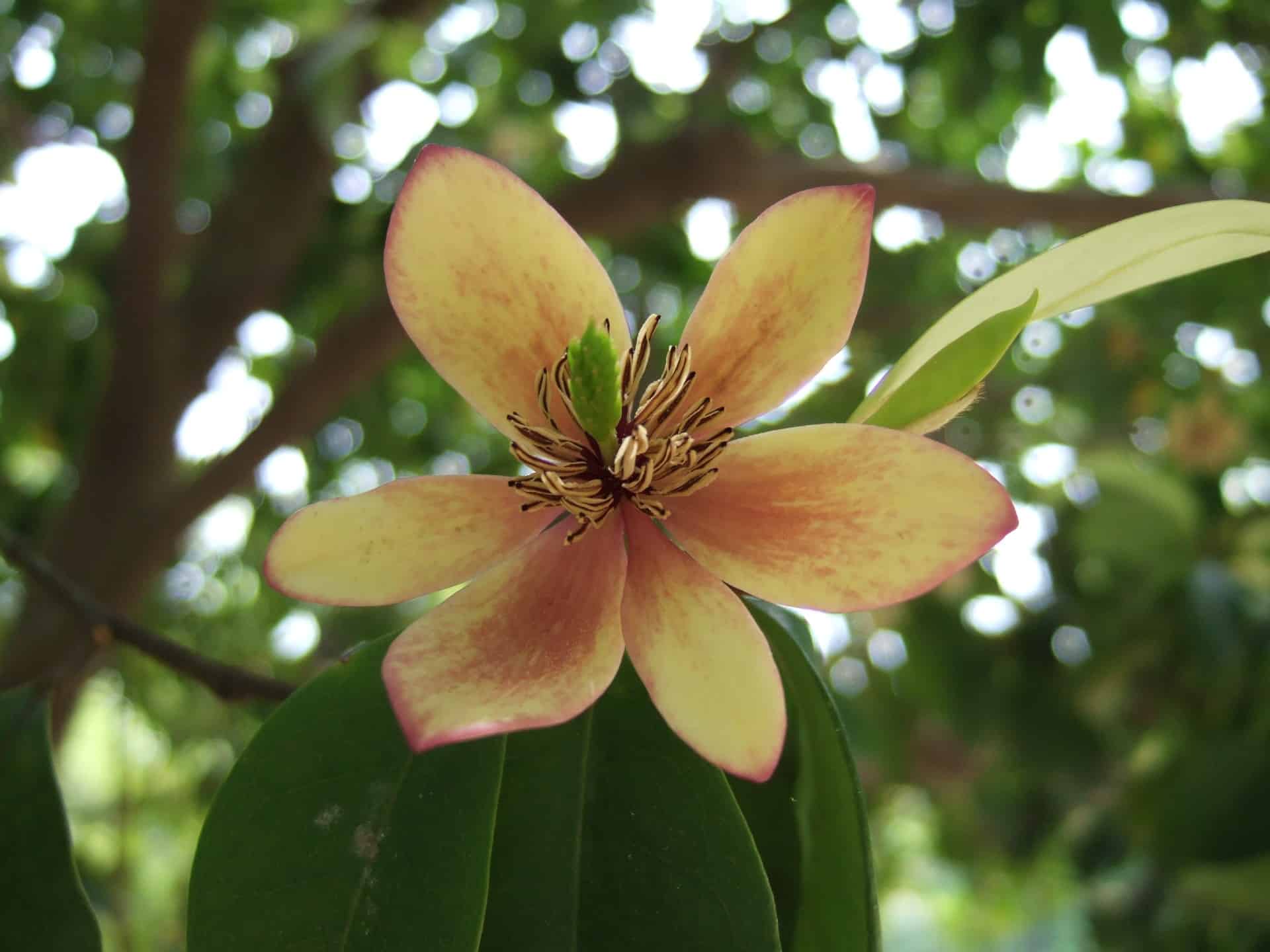 Banana Shrub Magnolia Figo Plant Care Guide | Plantly
