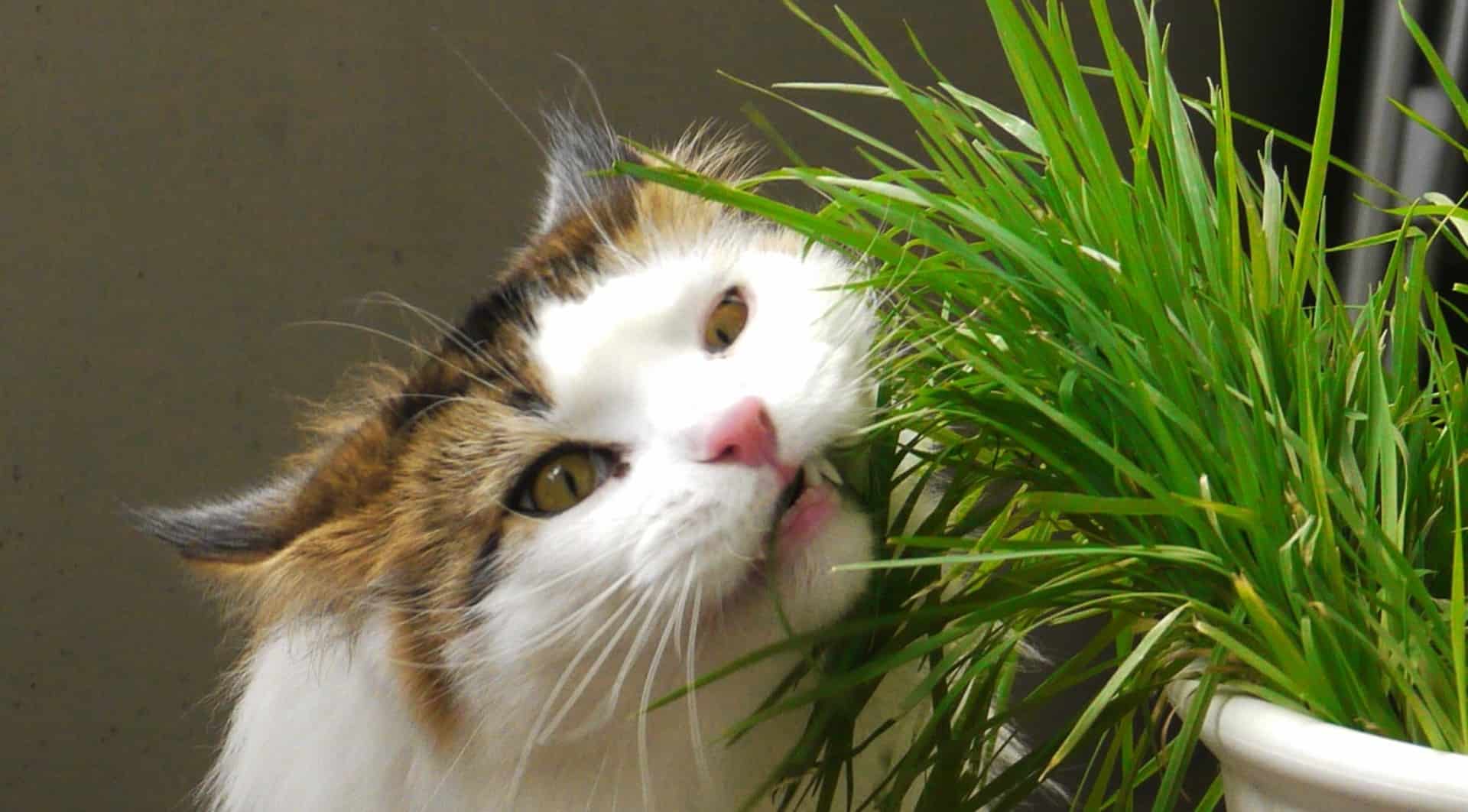 How To Grow Cat Grass Seeds Indoors | Plantly