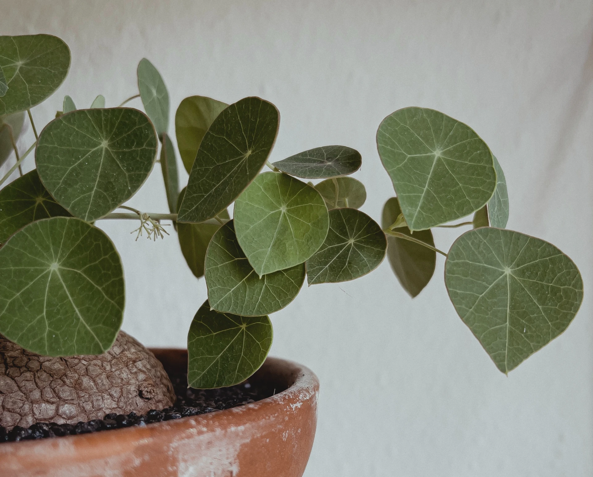 Stephania Erecta Plant Care | Rare Beauty | Plantly