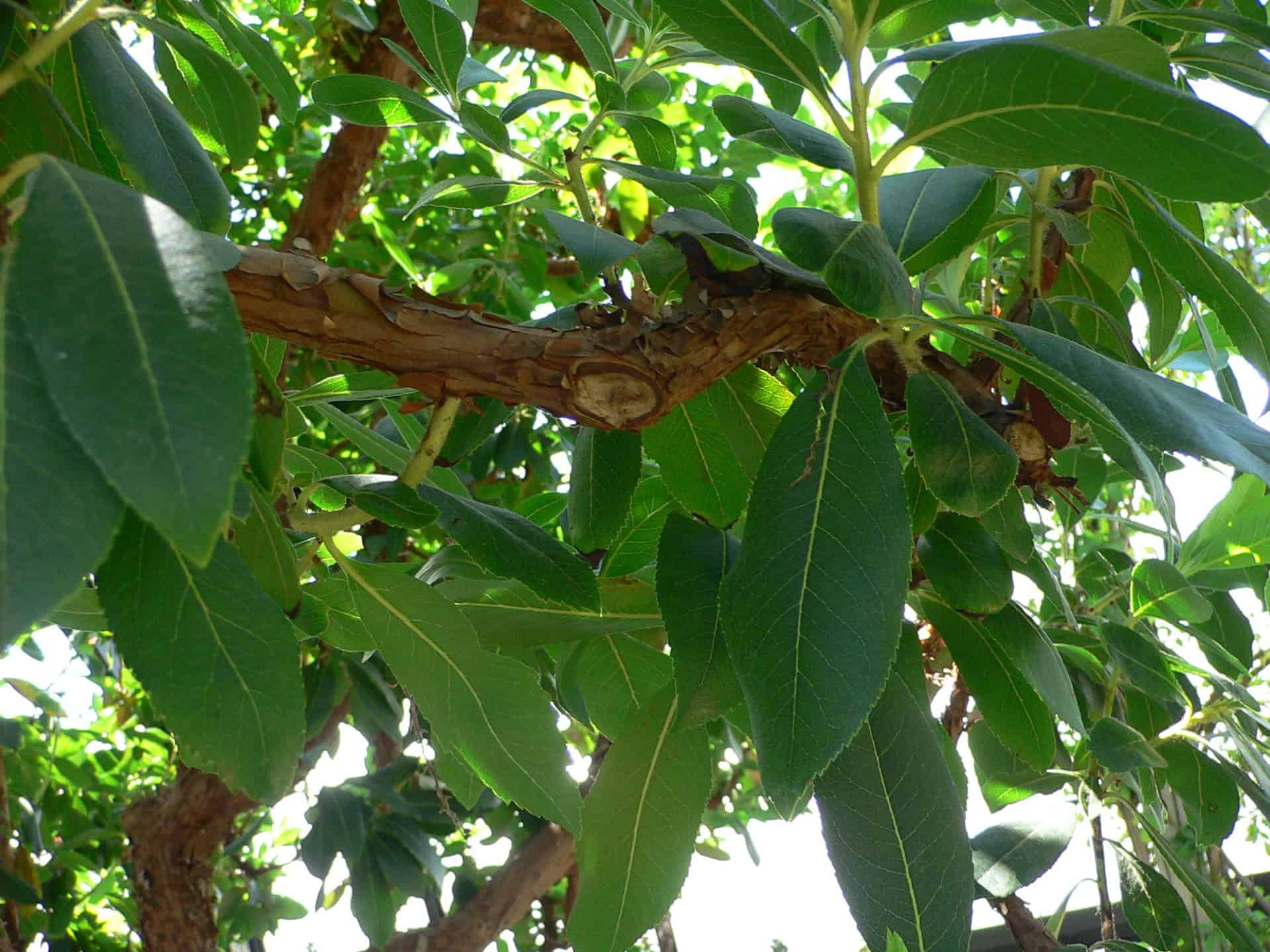 Arbutus Marina Tree Care | Plantly