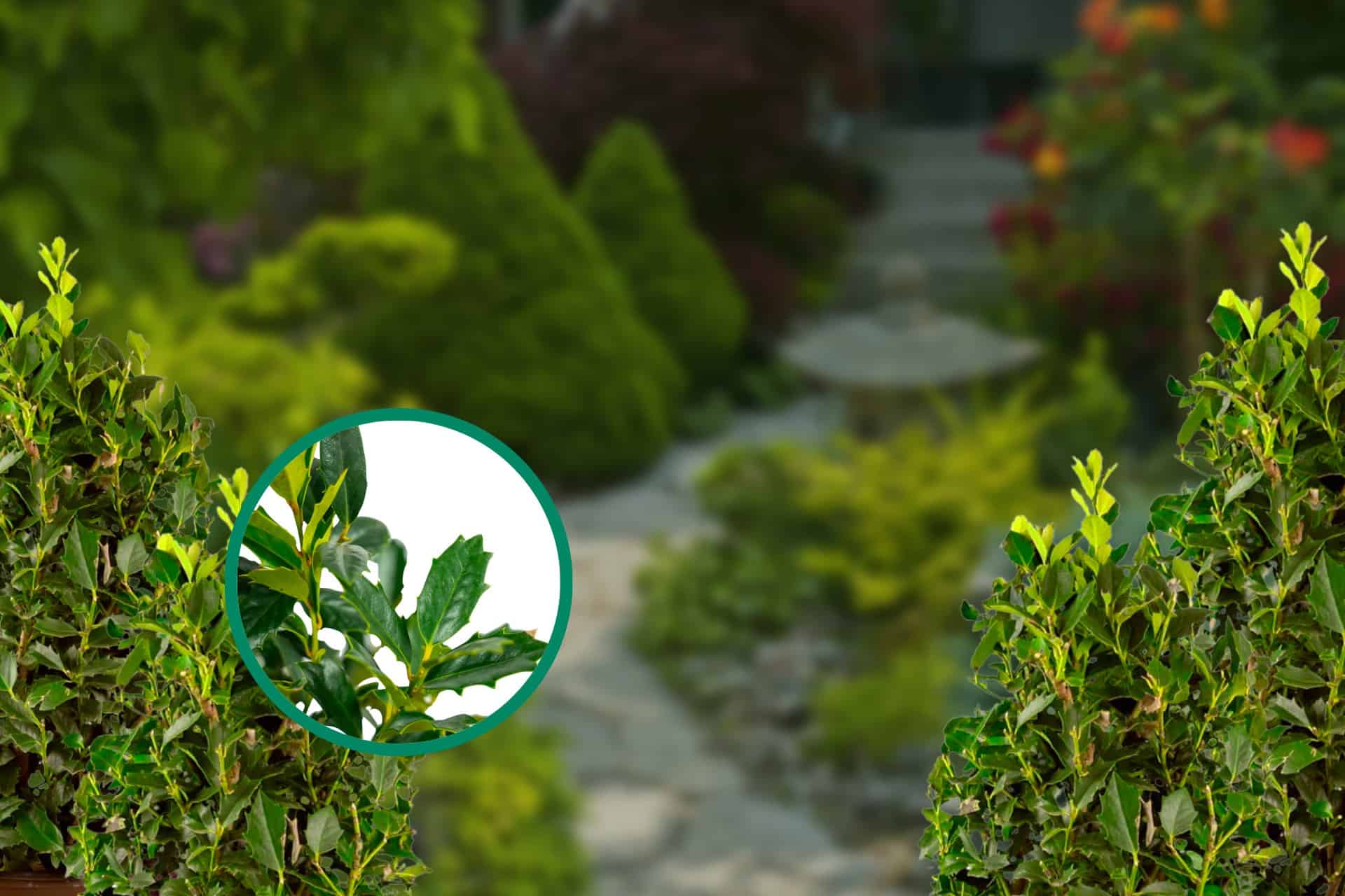 Oakland Holly Tree Care & Growing Guide | Plantly