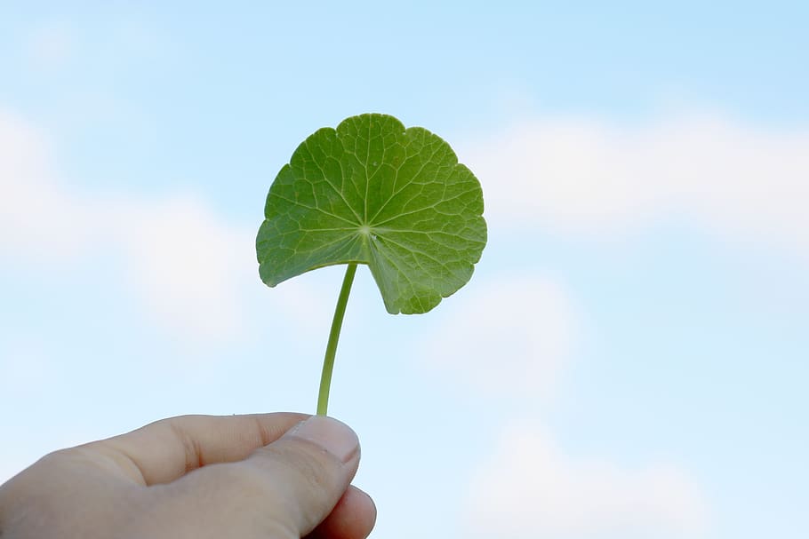 Stephania Erecta Plant Care | Rare Beauty | Plantly