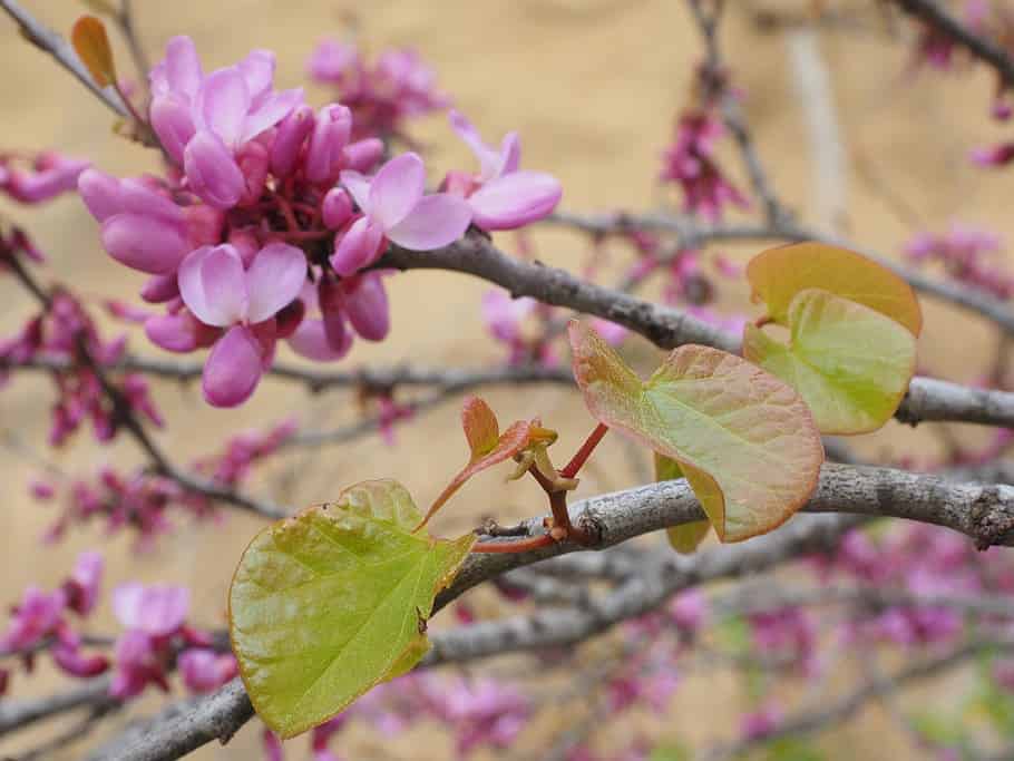 Ruby Falls Redbud Plant Care Guide | Plantly