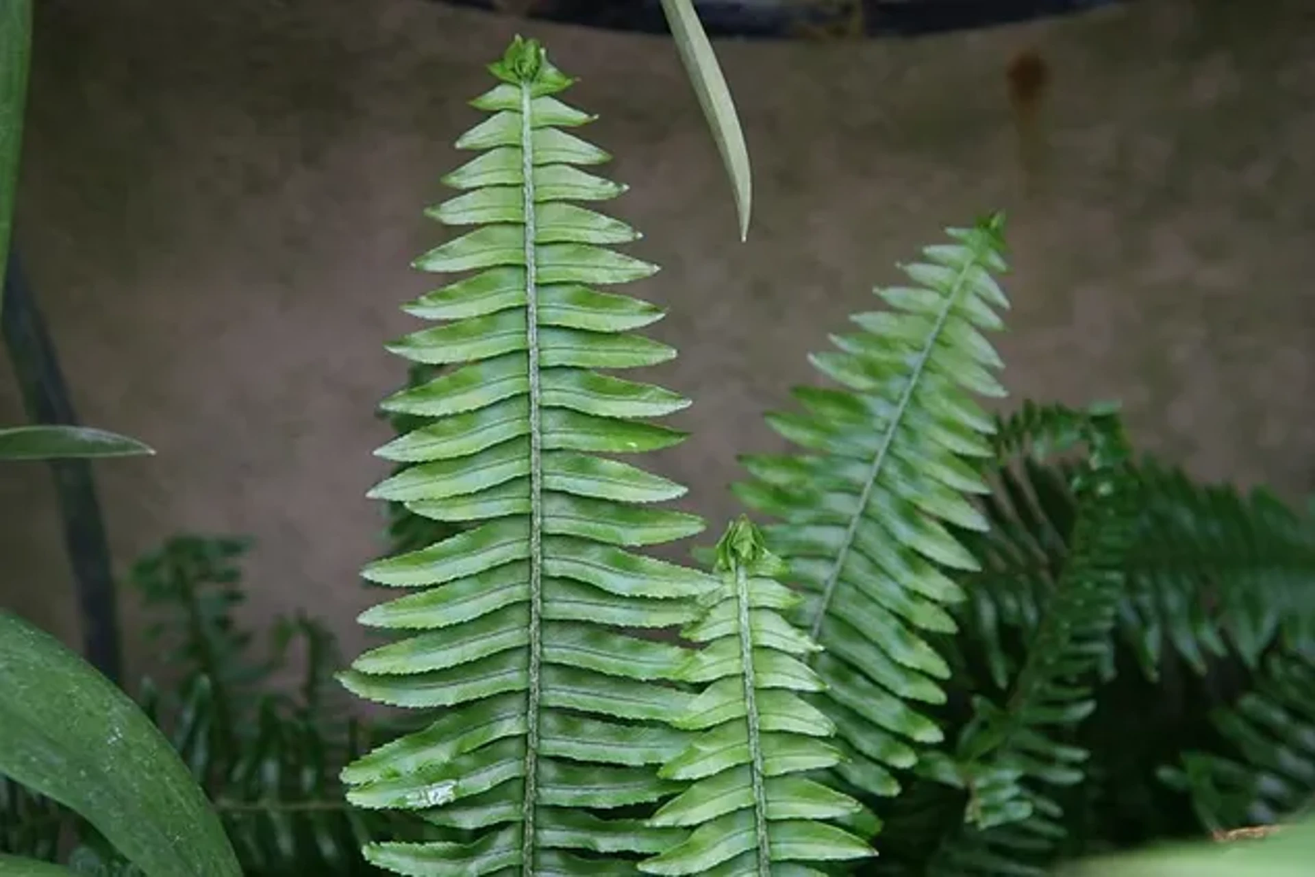 Macho Fern Plant Care | Plantly