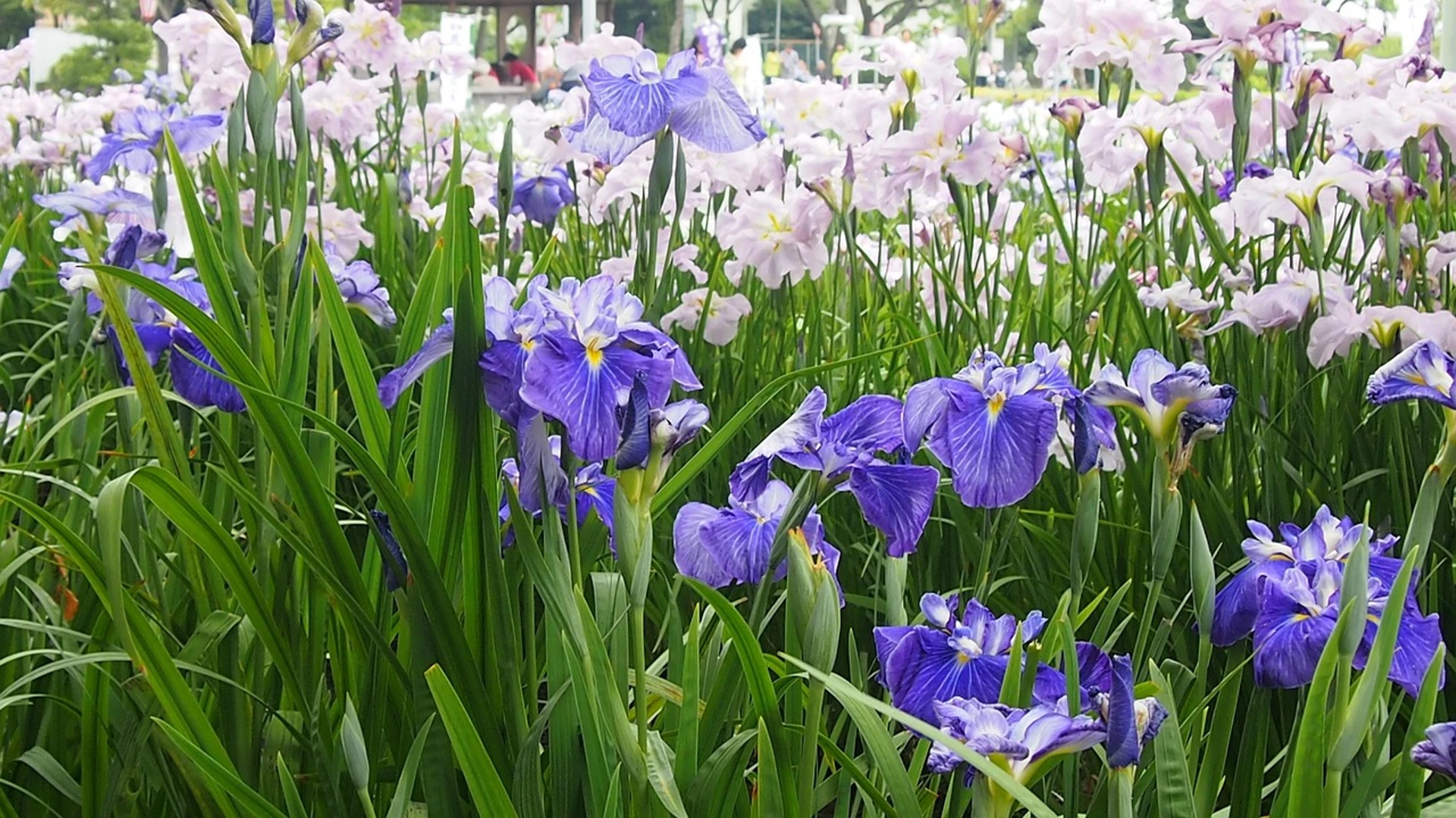 Expert Tips to Grow and Care for Japanese Iris | Plantly
