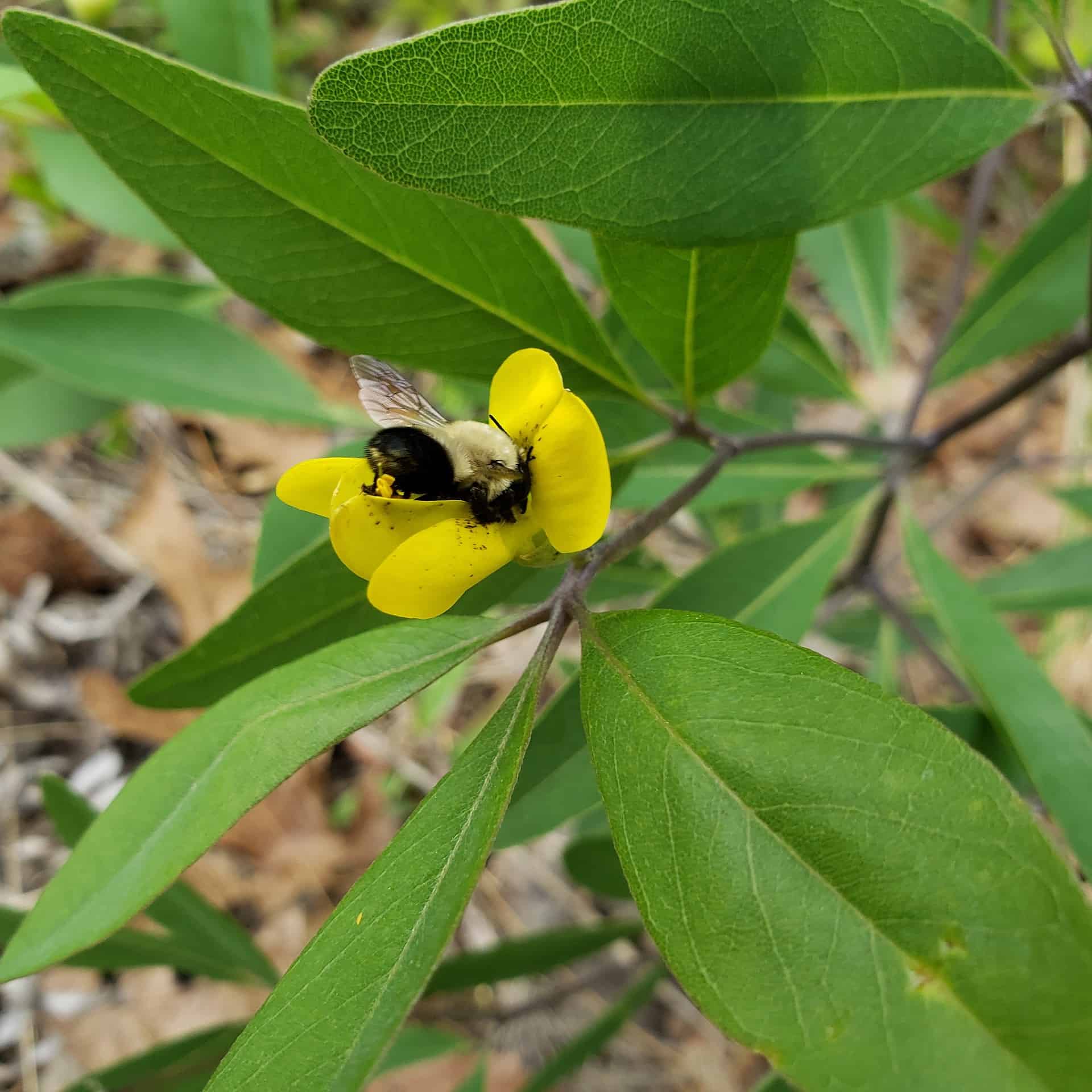 Buy Now | Gopherweed Baptisia Lanceolata Seeds | Plantly