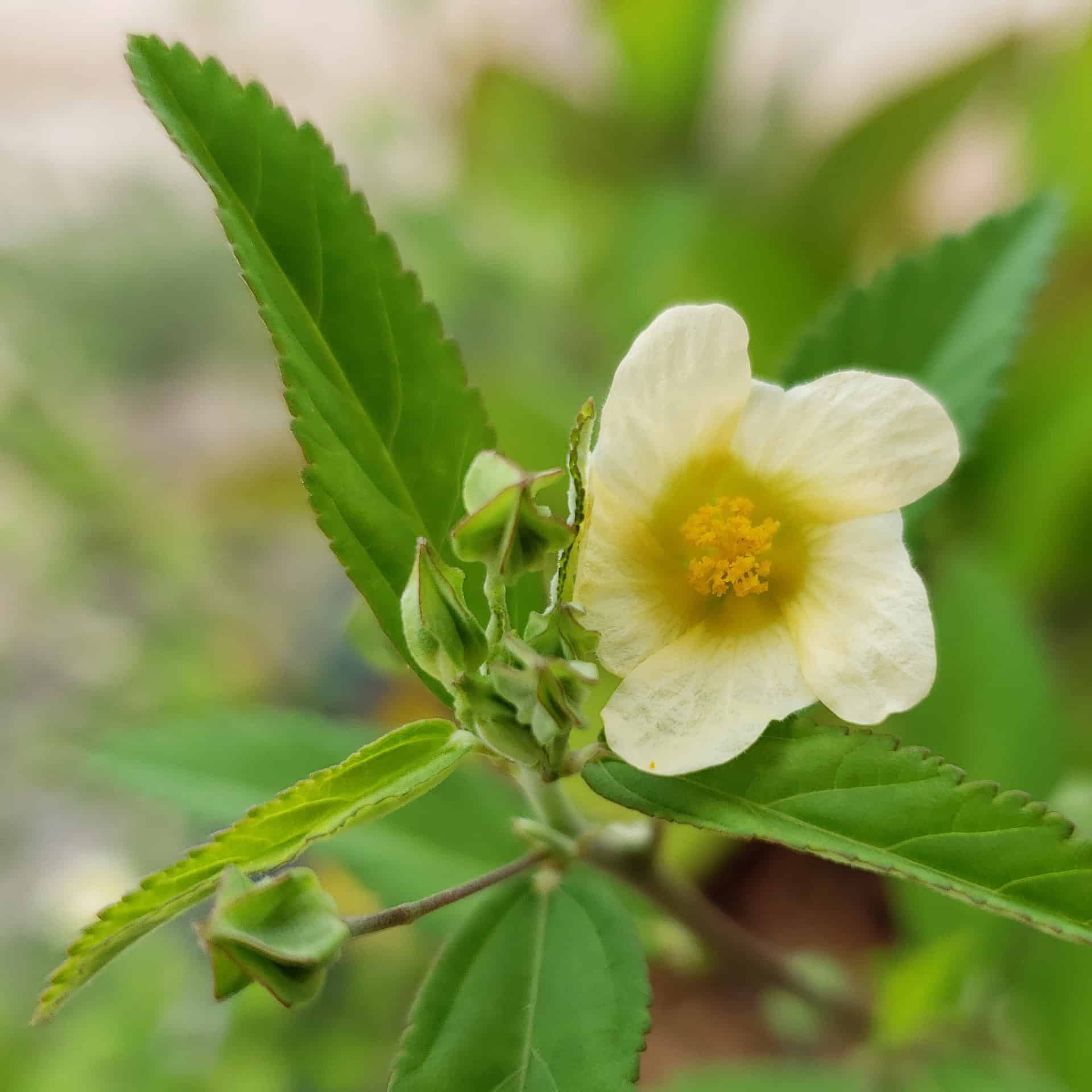 Buy Now | Sida Ulmifolia | Wireweed | Plantly