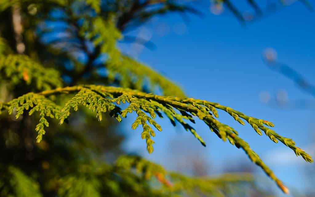 How to Grow Weeping Alaskan Cedar Tree | Plantly