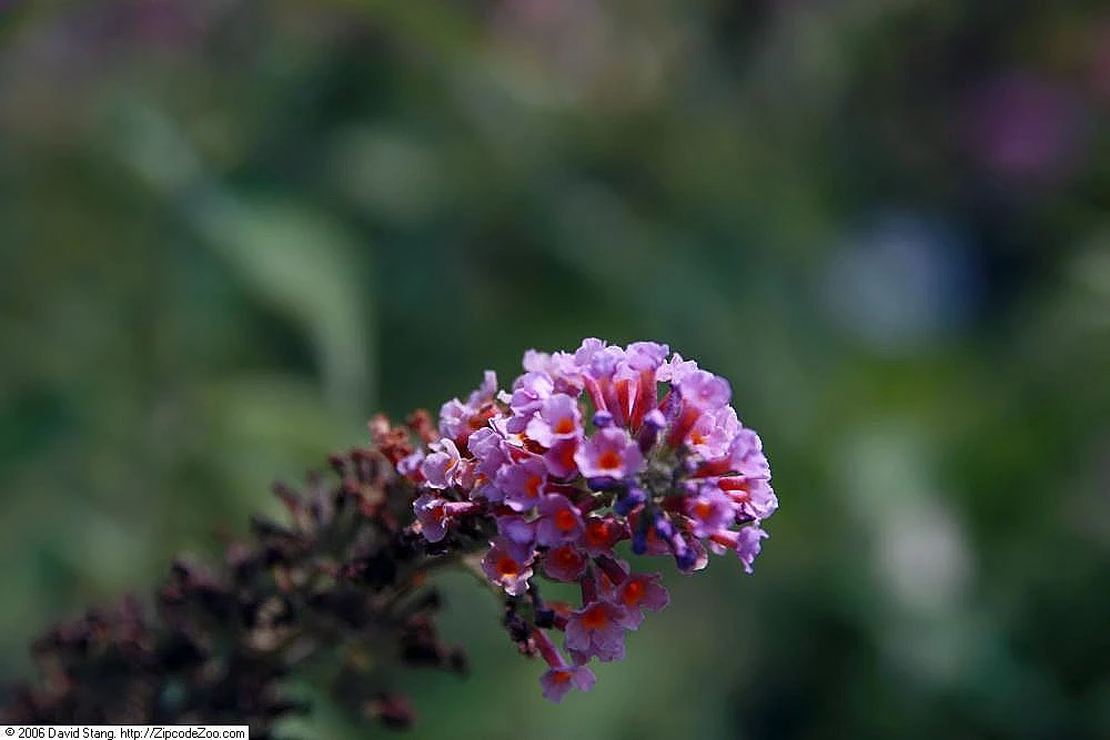 How to Grow Buddleia "Black Knight Butterfly" | Plantly