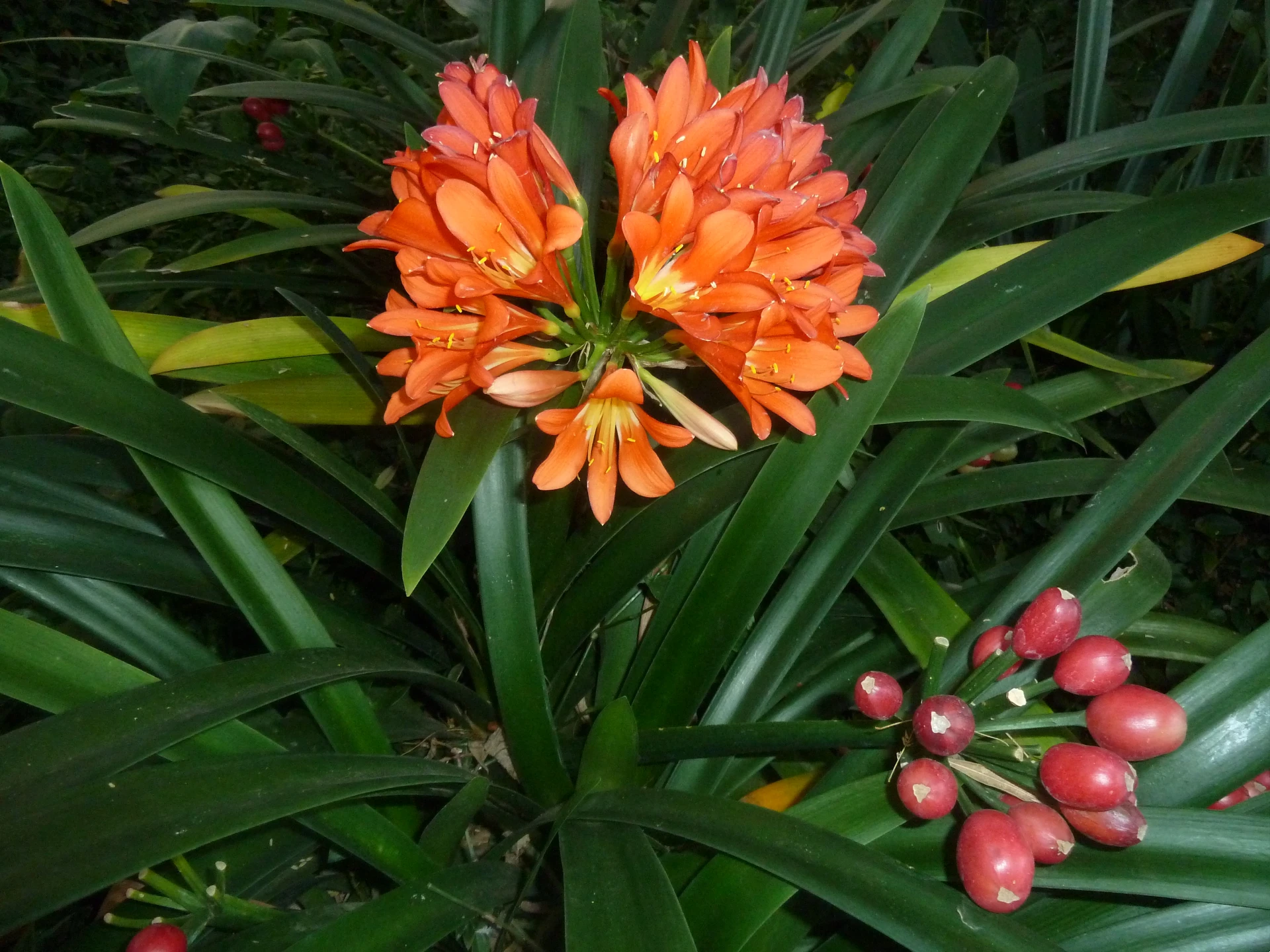 Complete Guide On How To Care Clivia Plant | Plantly