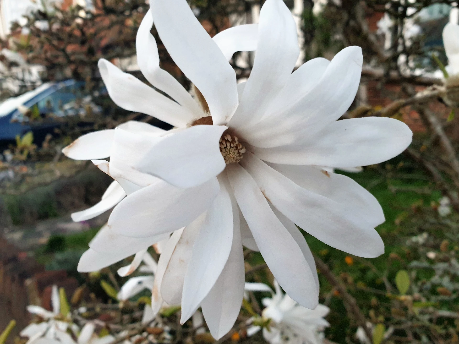 How to Grow and Care For Royal Star Magnolias | Plantly