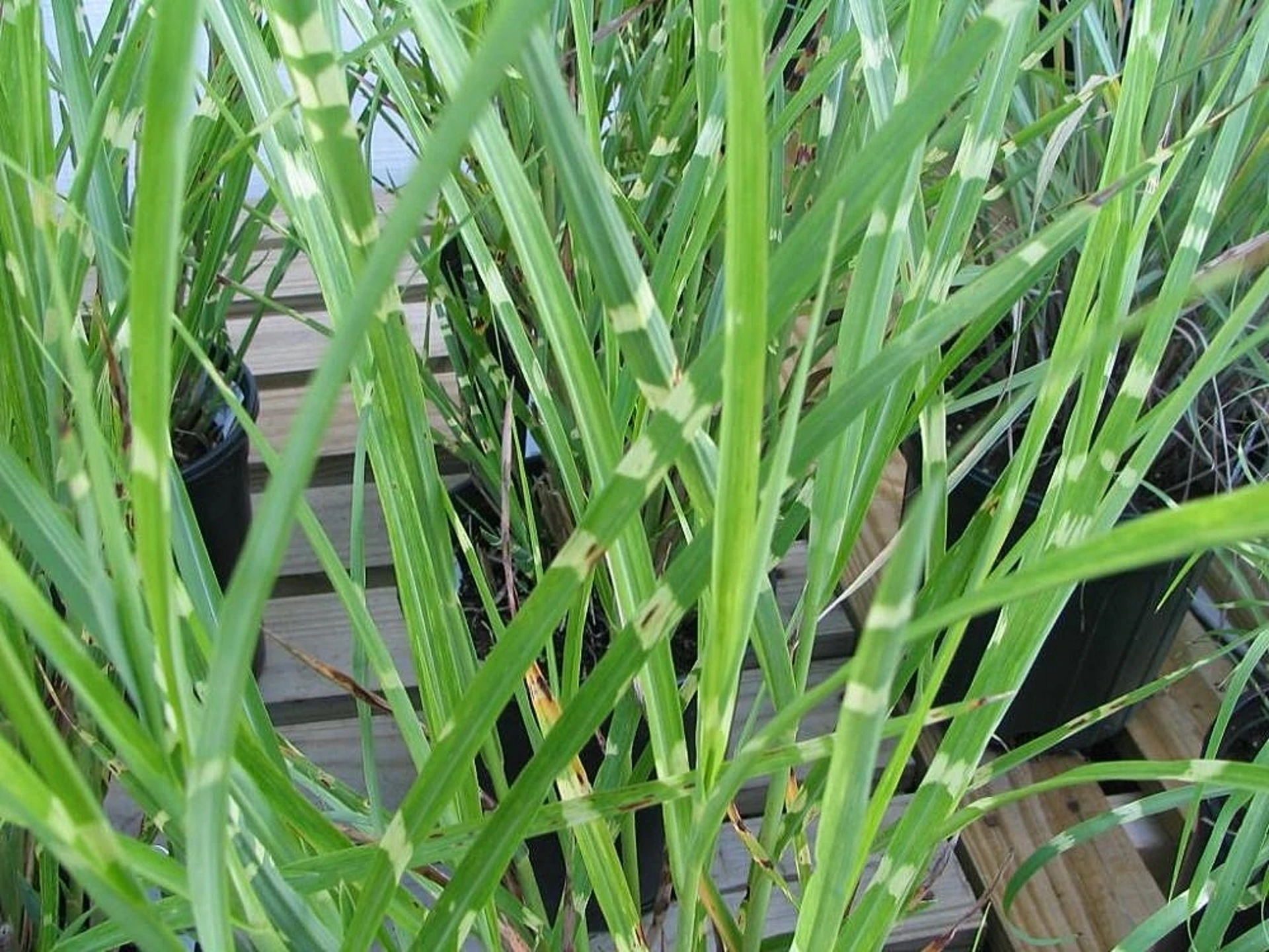 Zebra Grass Care: A Sentinal Ornamental Grass | Plantly