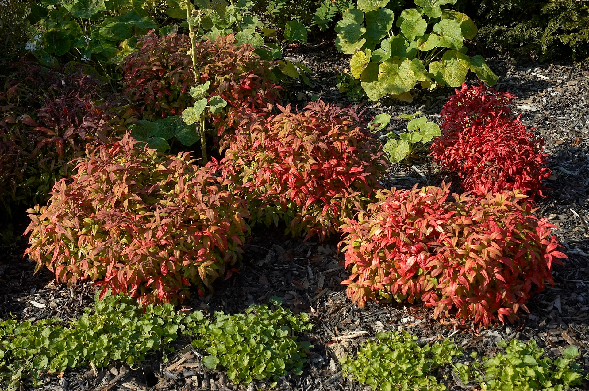Tips to Grow and Care for Firepower Nandina | Plantly