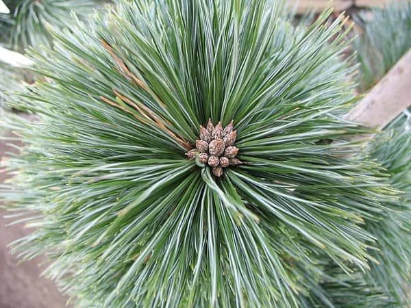 Vanderwolf Pine Tree: Care and Growing Guide | Plantly
