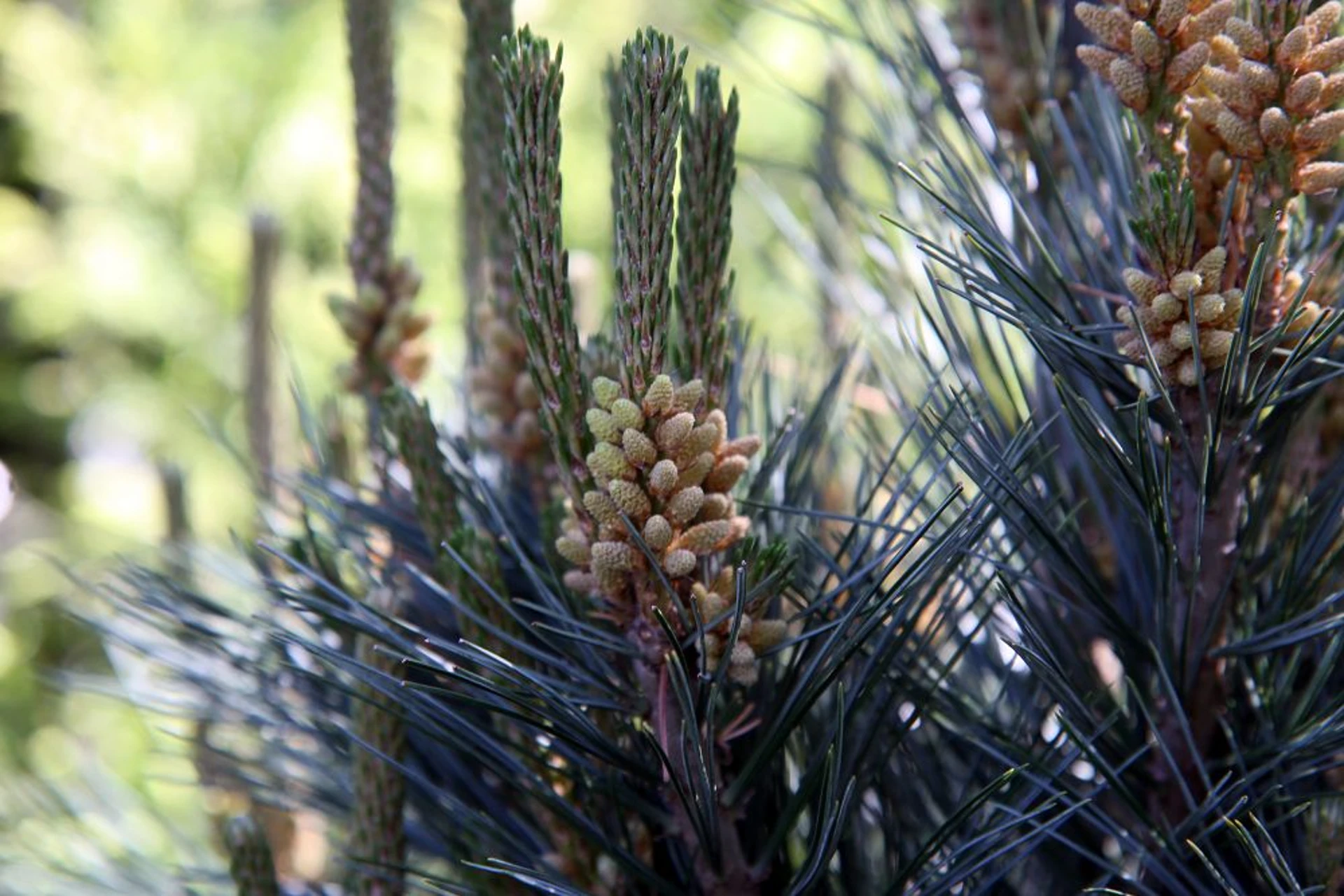 Vanderwolf Pine Tree: Care and Growing Guide | Plantly
