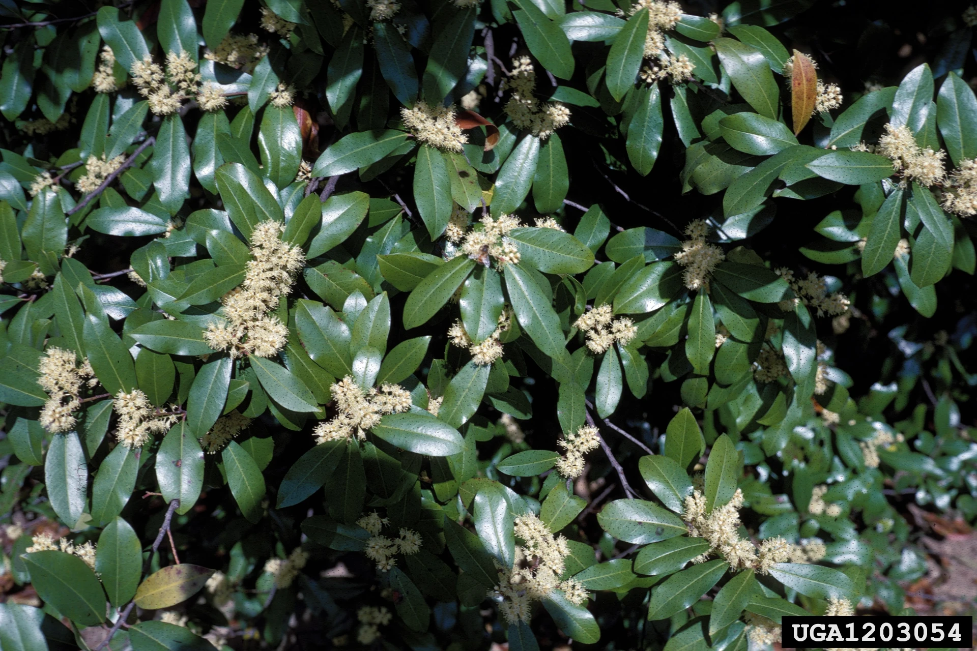 How to Grow and Care for Carolina Cherry Laurel | Plantly