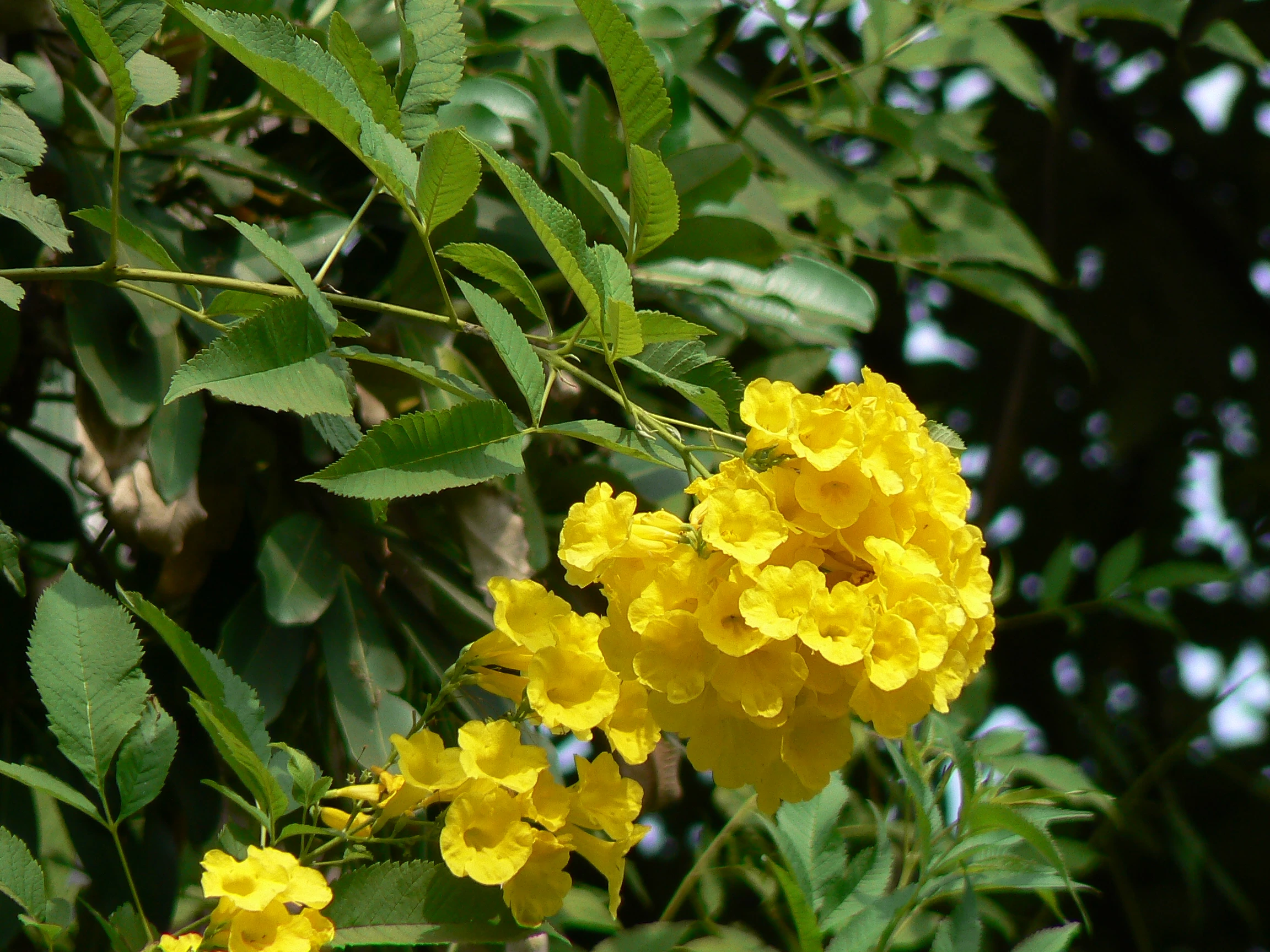 How to Grow and Care for Yellow Bells | Plantly