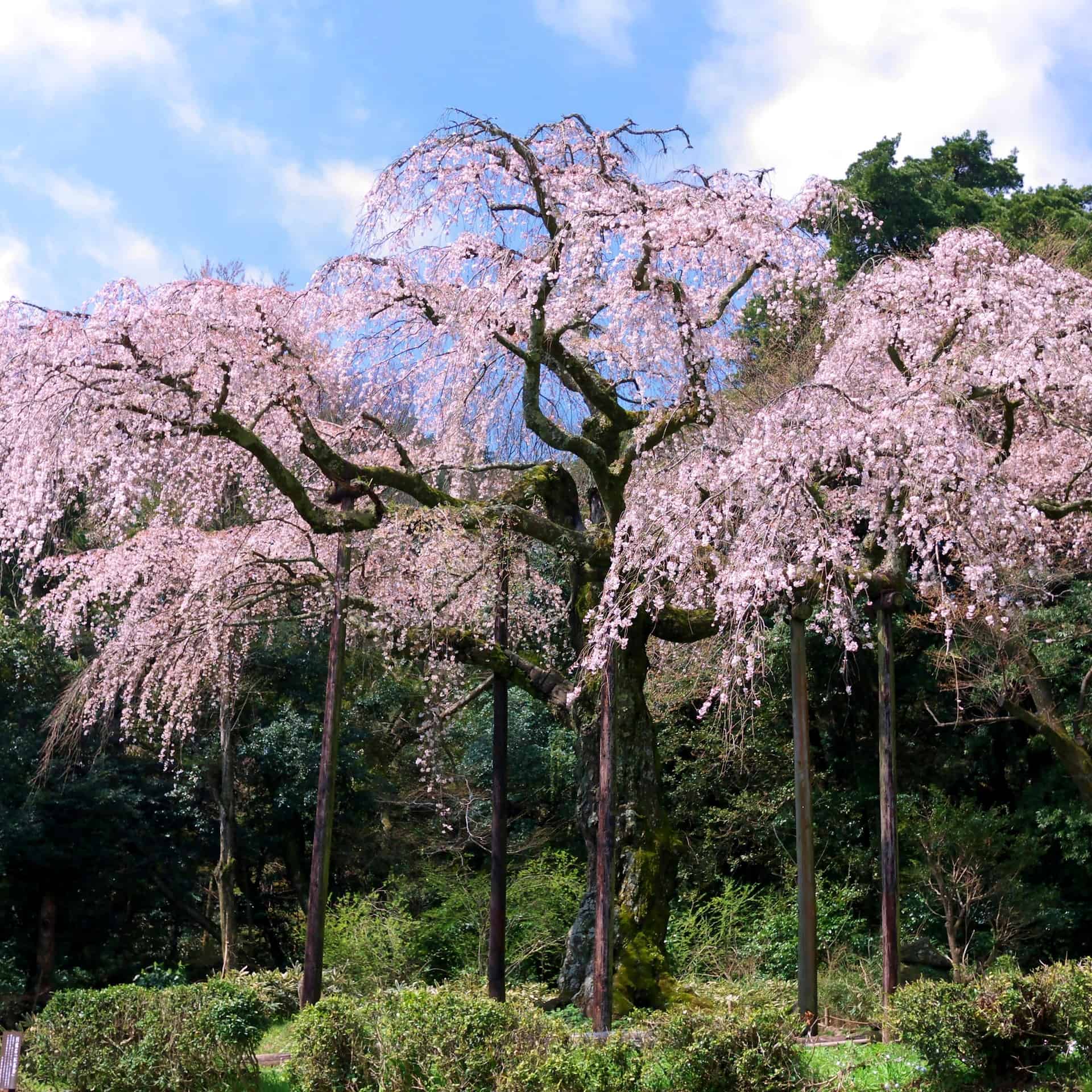 Expert Tips For Purple Leaf Sand Cherry Tree Care | Plantly
