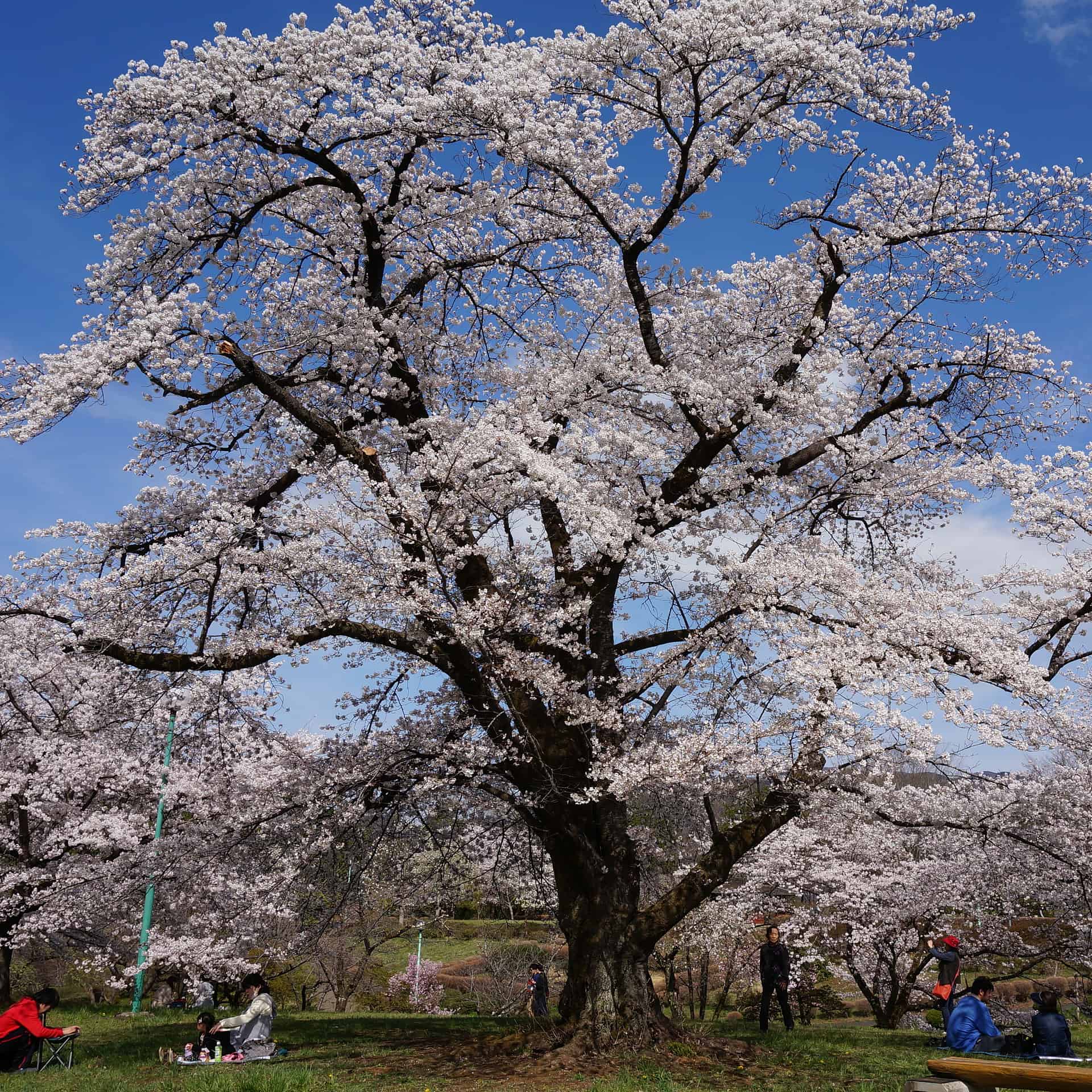 Expert Tips For Purple Leaf Sand Cherry Tree Care | Plantly