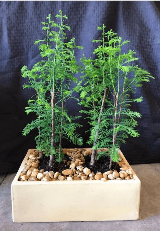 Bald Cypress Forest Planting. Shaded bonsai trees | Plantly