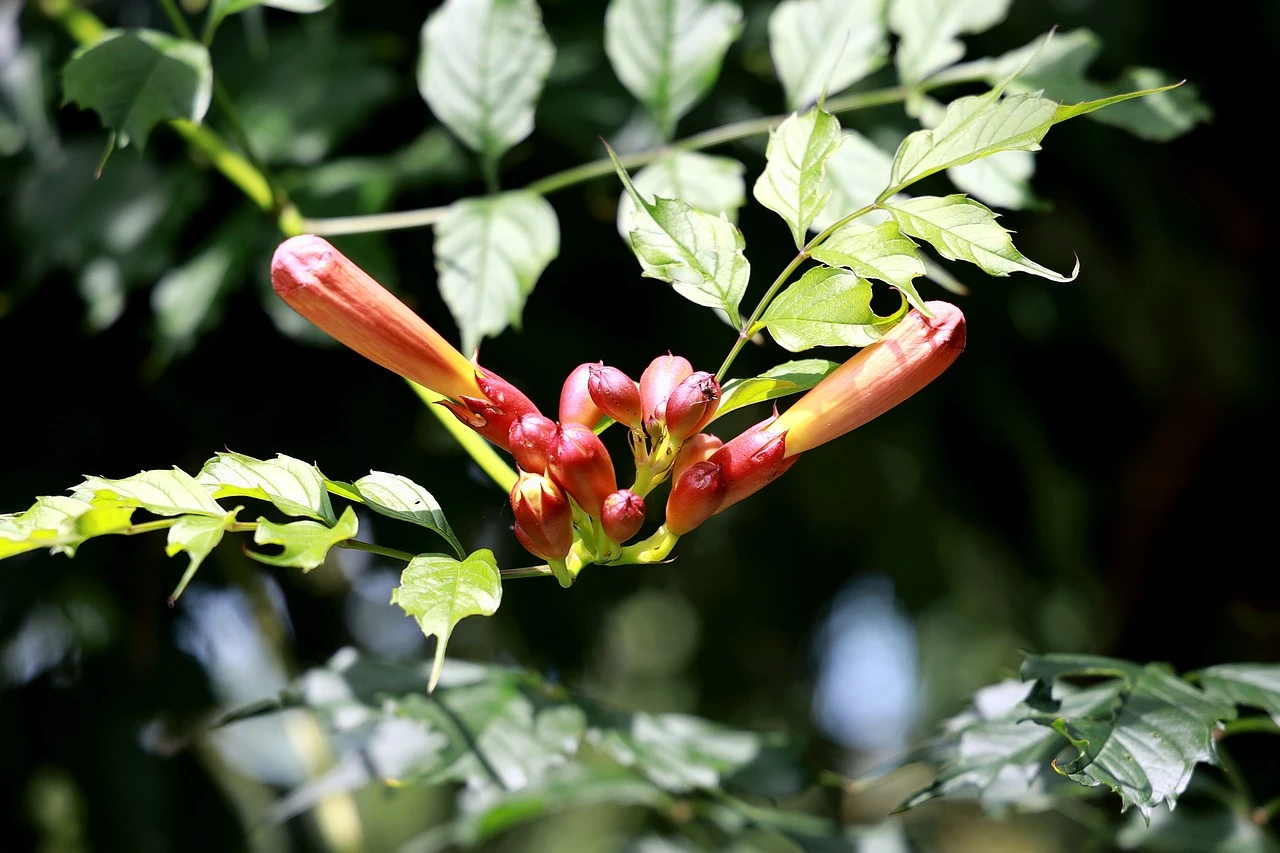 How to Grow and Care for Hummingbird Vine | Plantly