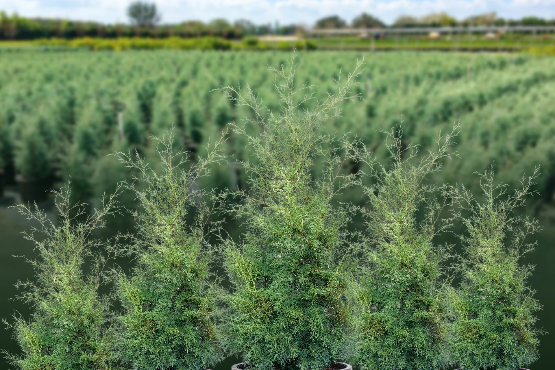 How To Grow Carolina Sapphire Cypress | Plantly