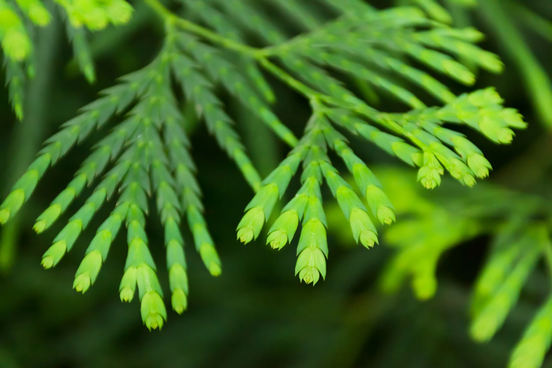 How to Grow Weeping Alaskan Cedar Tree | Plantly