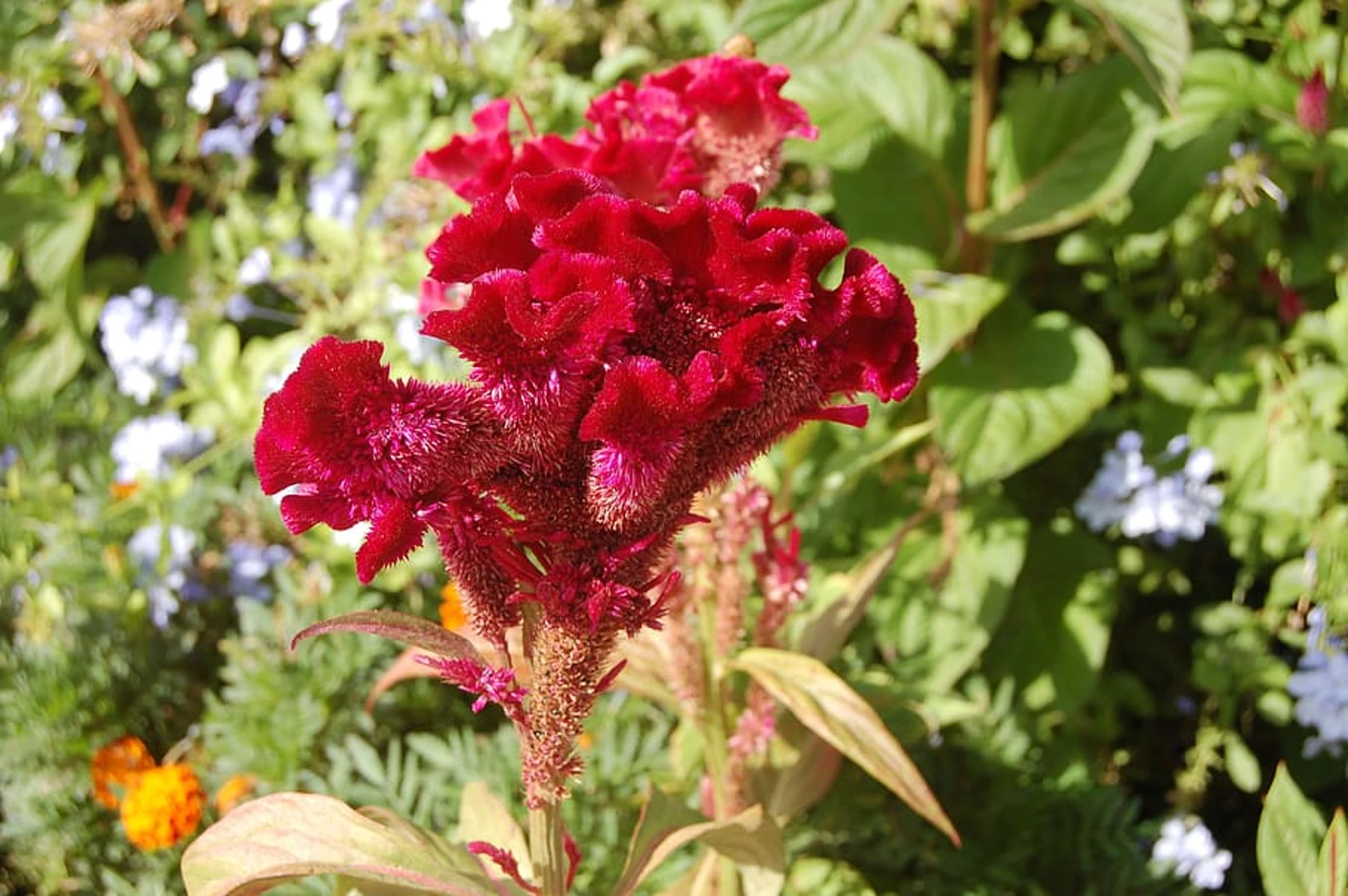 How to Grow and Care for Celosia Plant | Plantly
