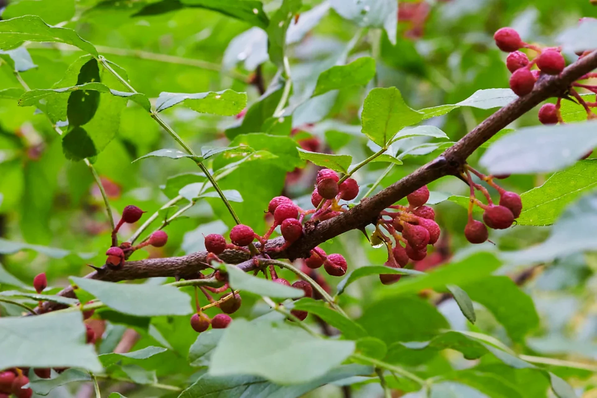 Prickly Ash Care: The Toothache Tree | Plantly