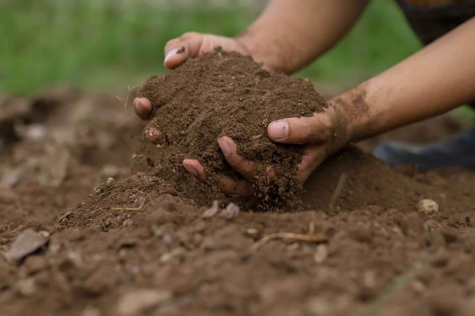 Dwarf Burning Bush Care Guide | Plantly